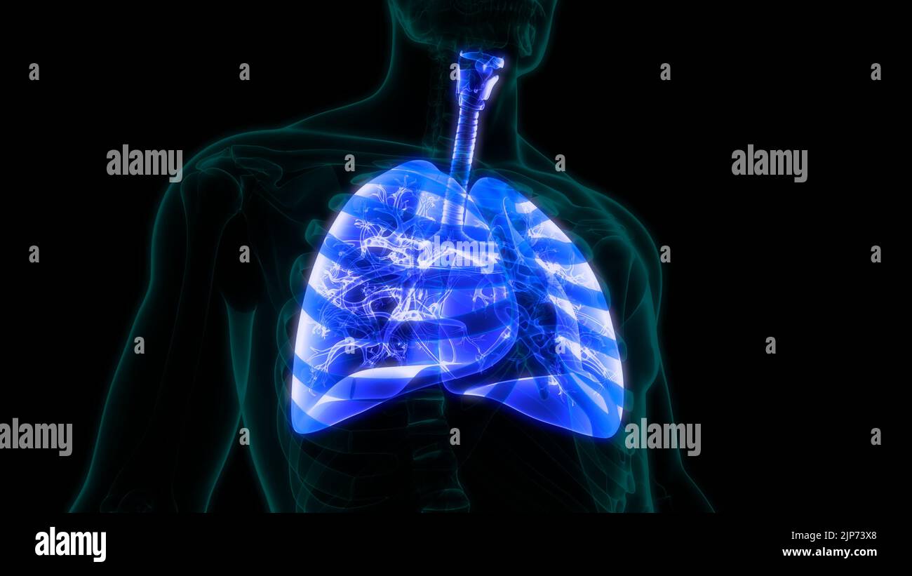 Human Respiratory System Lungs Anatomy Stock Photo - Alamy