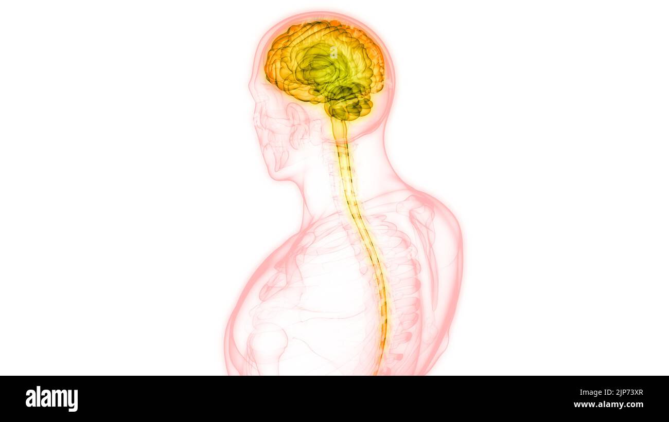 Central Organ of Human Nervous System Brain Anatomy Stock Photo - Alamy