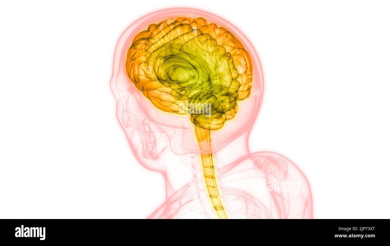 Central Organ of Human Nervous System Brain Anatomy Stock Photo - Alamy