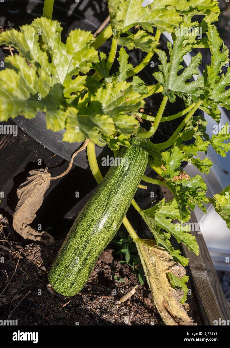 'Diamant F1' Summer Squash, Sommarsquash (Cucurbita pepo Stock Photo ...