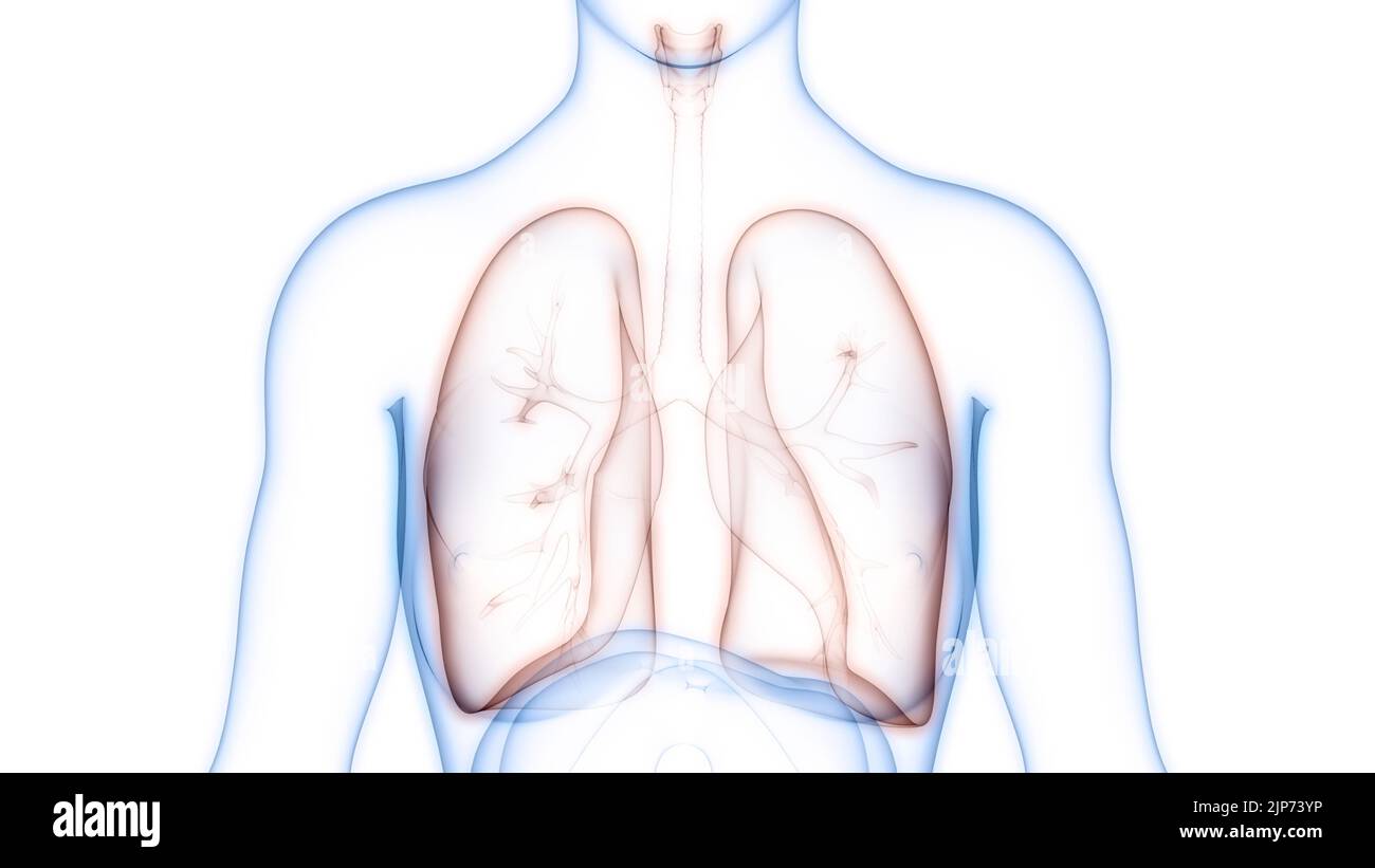 Human Respiratory System Lungs Anatomy Stock Photo - Alamy