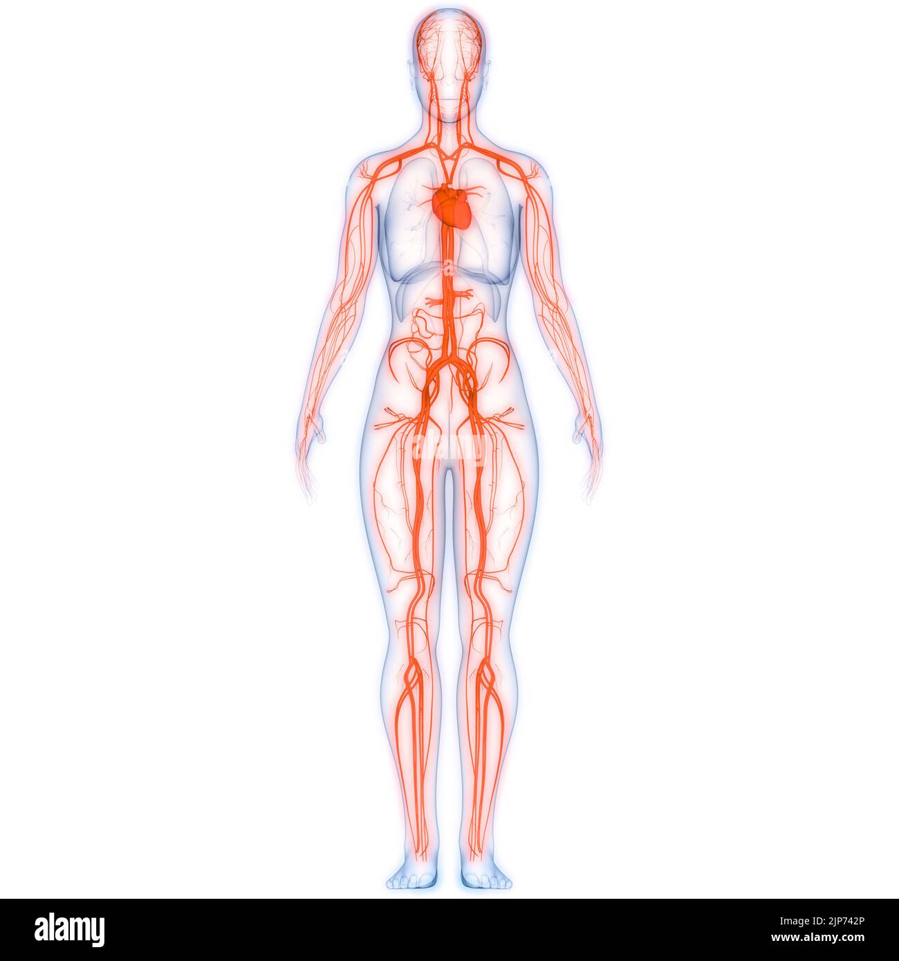 Human Circulatory System Heart Anatomy Stock Photo - Alamy Human Circulatory System Heart Anatomy Stock Photo - Alamy