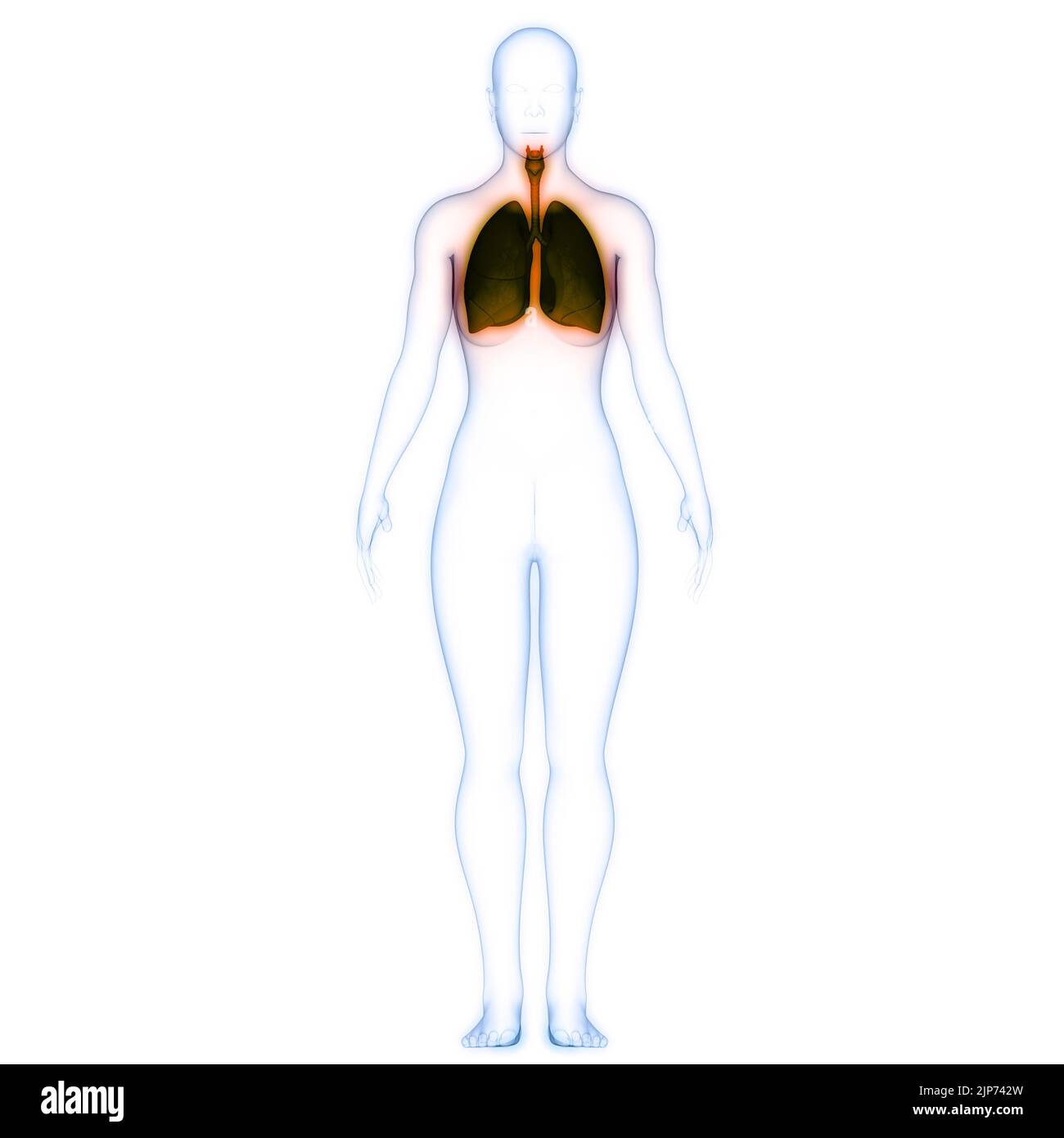 Human Respiratory System Lungs Anatomy Stock Photo - Alamy