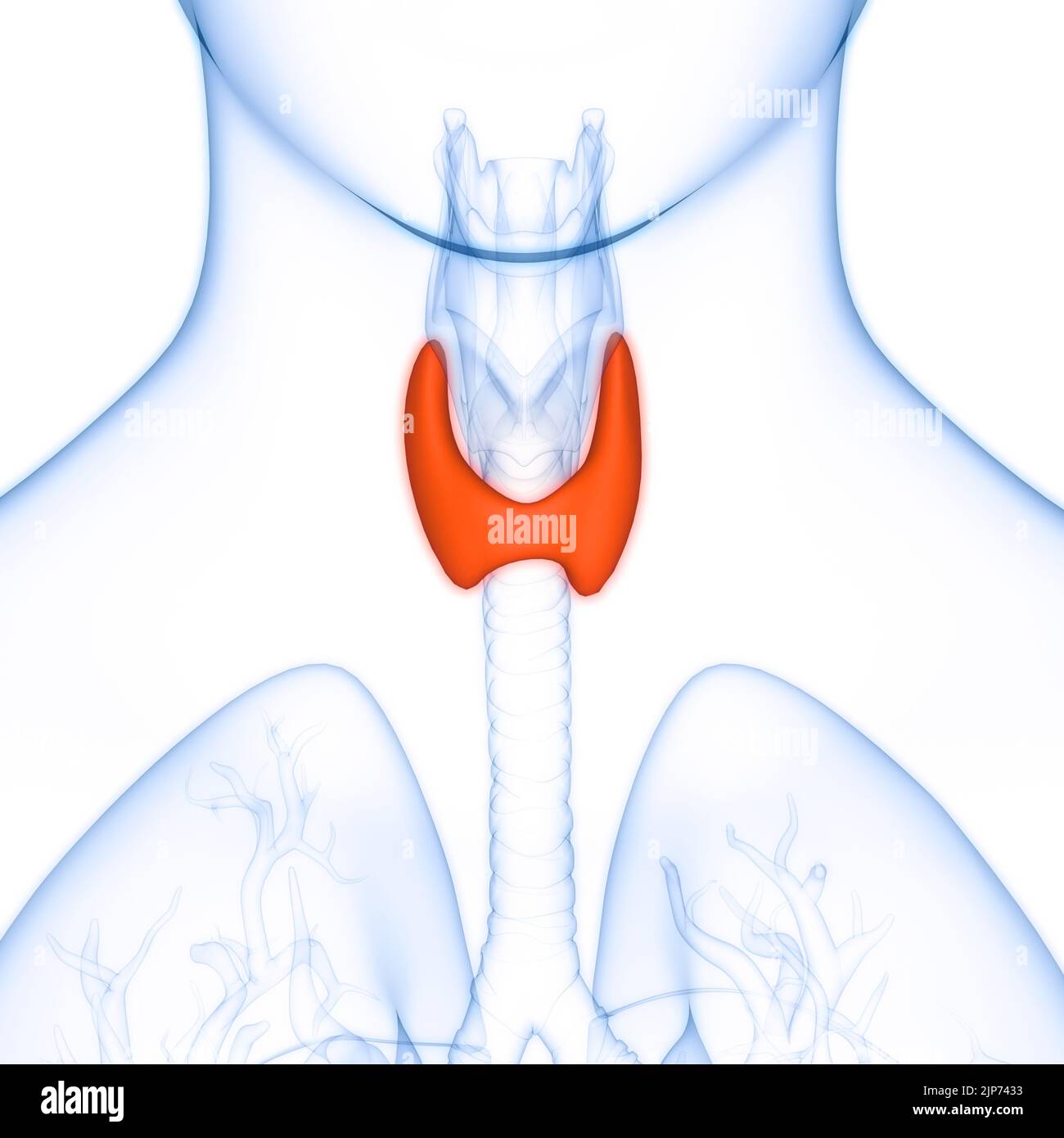 Human Body Glands Thyroid Gland Anatomy Stock Photo - Alamy