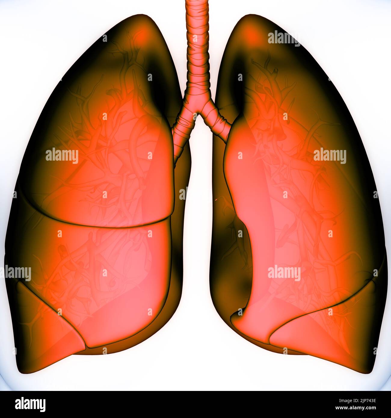 Human Respiratory System Lungs Anatomy Stock Photo - Alamy