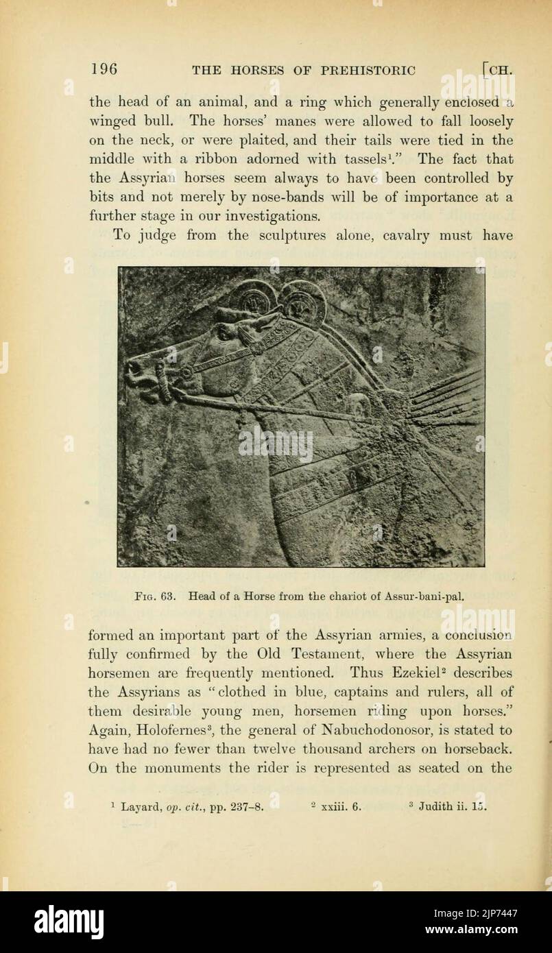 The origin and influence of the thoroughbred horse (Page 196 Stock ...