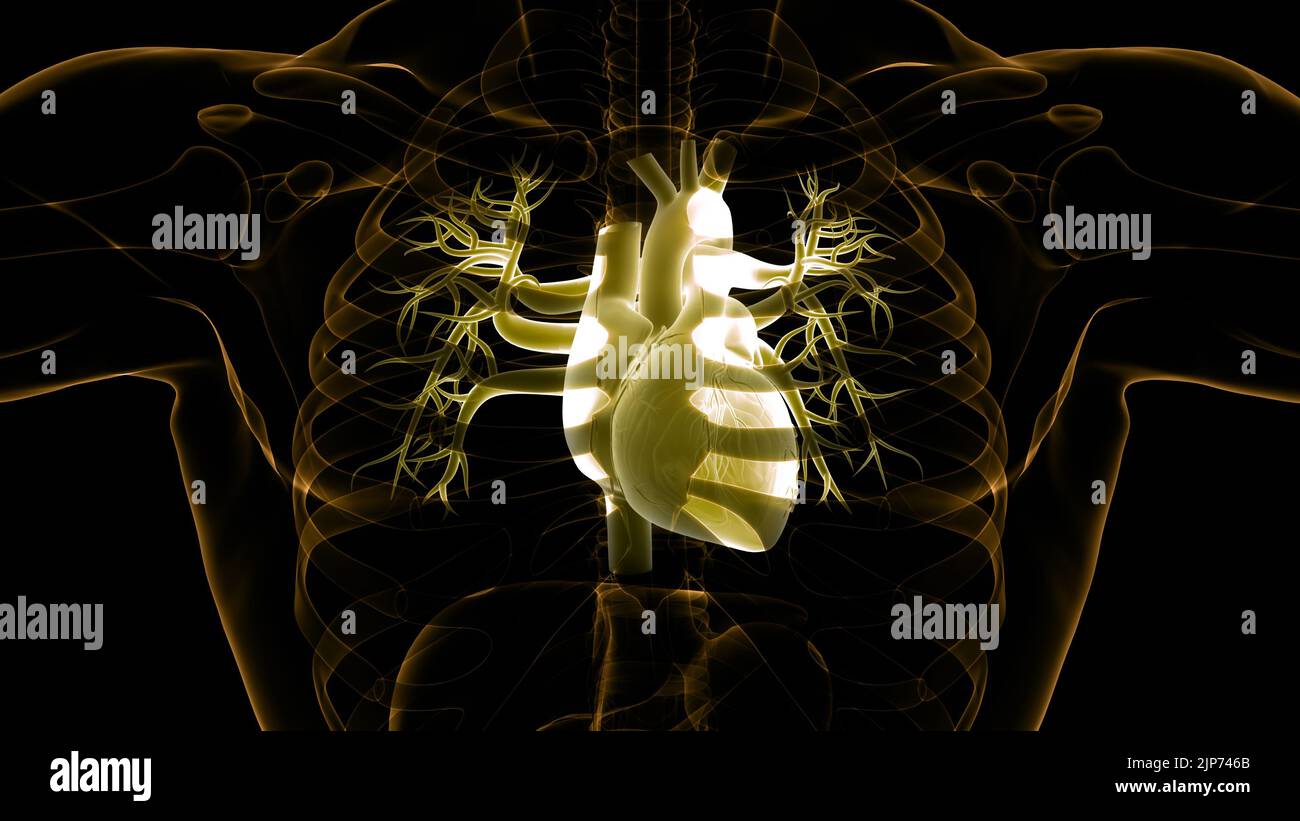 Human Circulatory System Heart Anatomy Stock Photo - Alamy