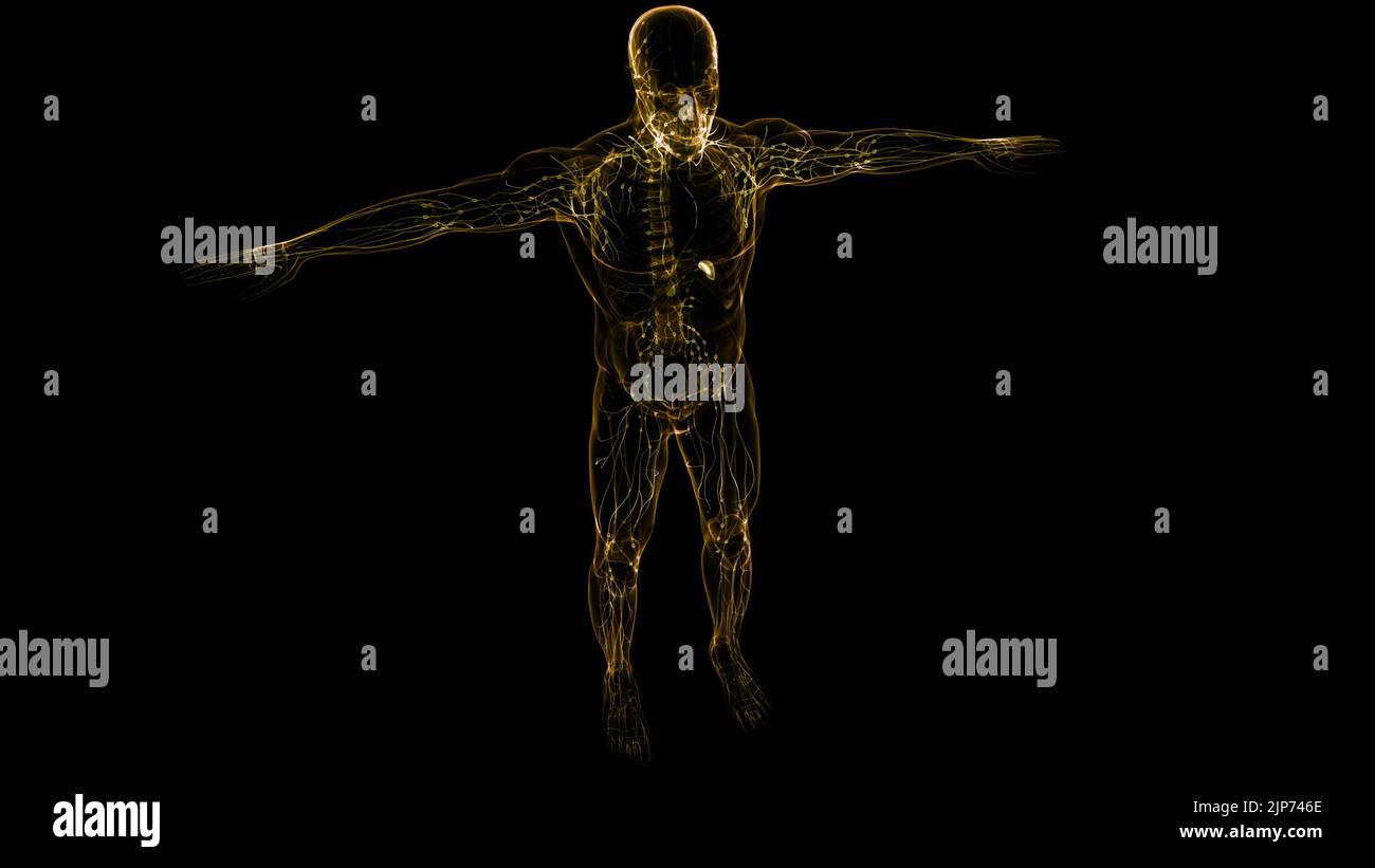 Human Internal System Lymph Nodes Anatomy Stock Photo - Alamy