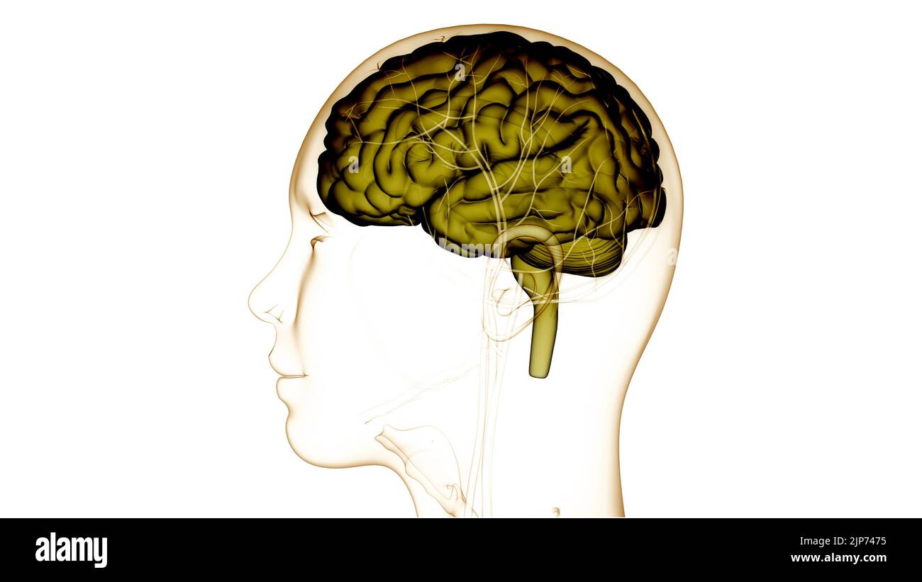 Central Organ of Human Nervous System Brain Anatomy Stock Photo - Alamy