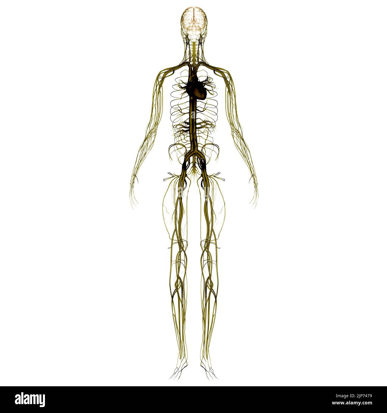 Infaction Cut Out Stock Images & Pictures - Alamy