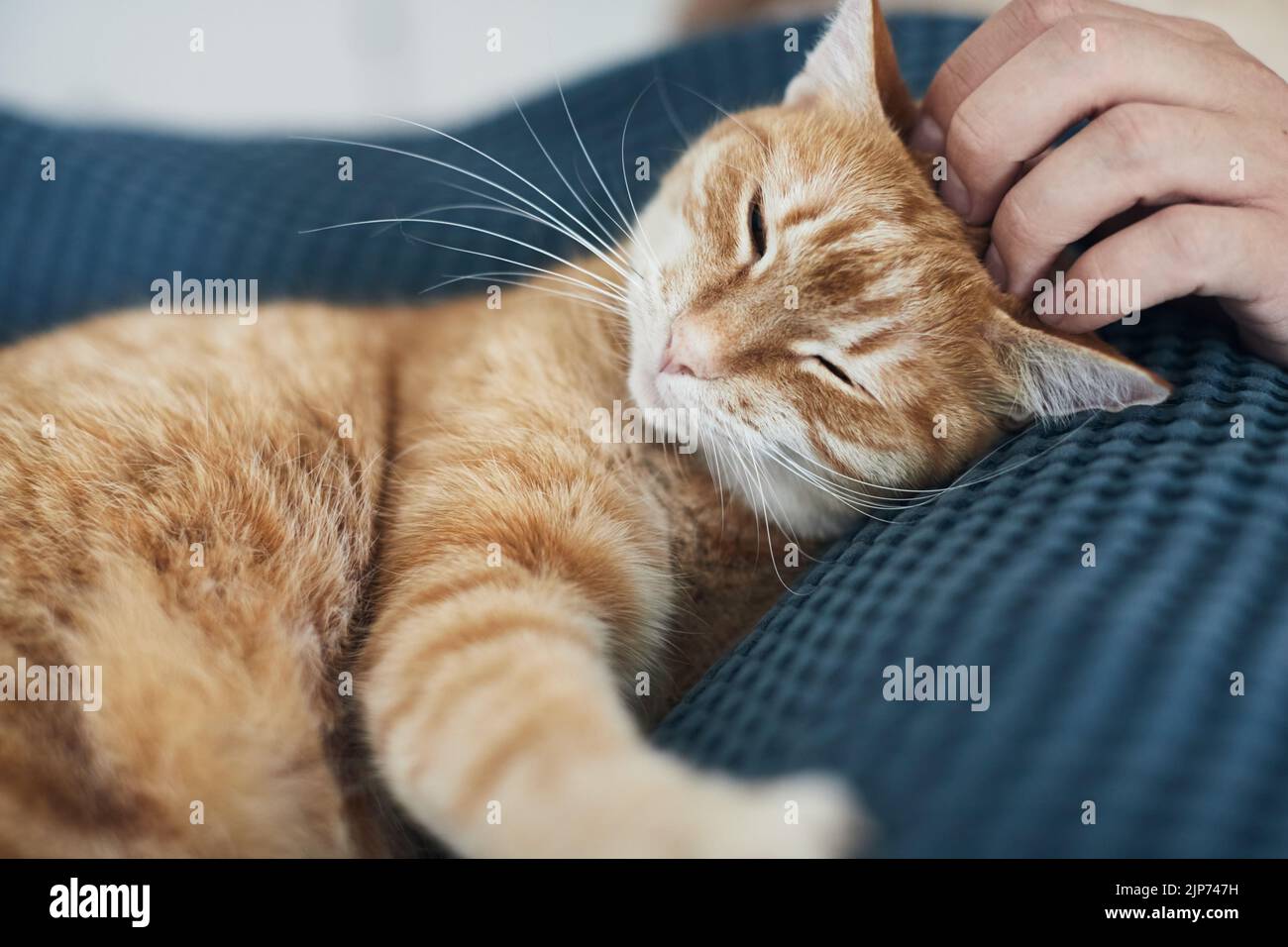 Man holding cat in arms hi-res stock photography and images - Alamy