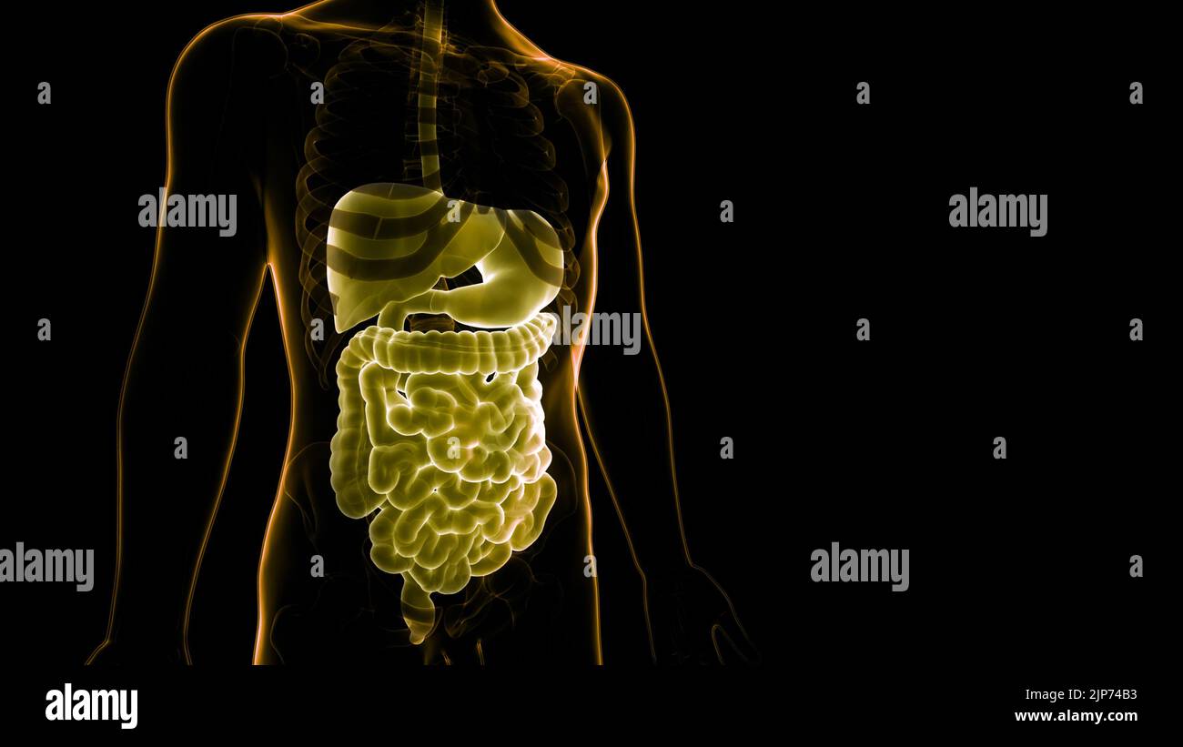 Human Digestive System Anatomy Stock Photo - Alamy