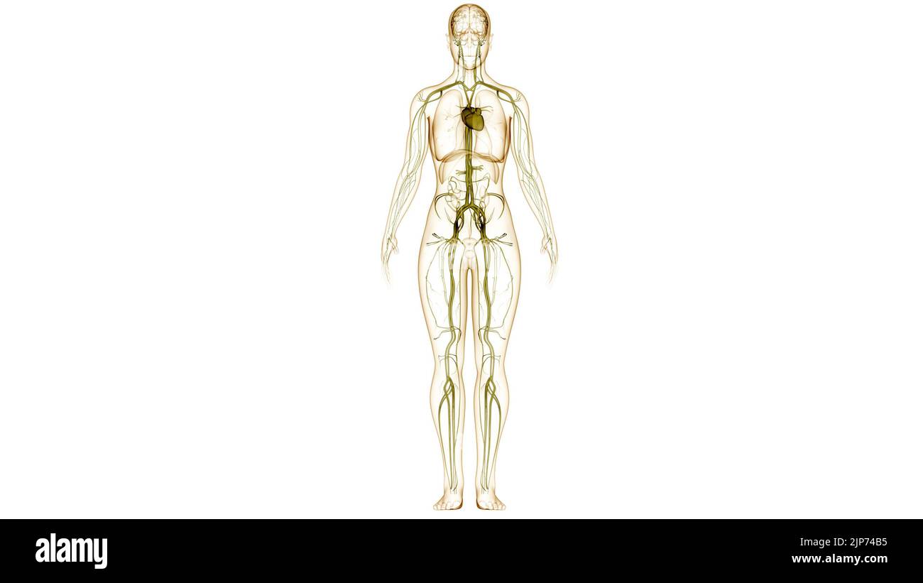 Human Circulatory System Heart Anatomy Stock Photo - Alamy