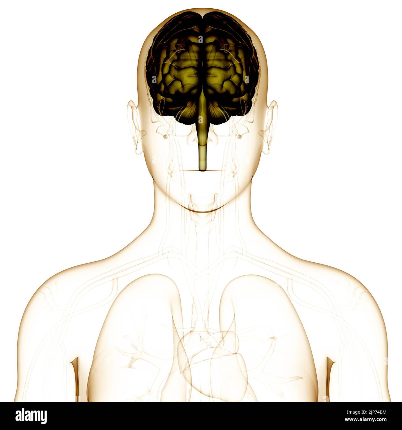 Central Organ of Human Nervous System Brain Anatomy Stock Photo - Alamy