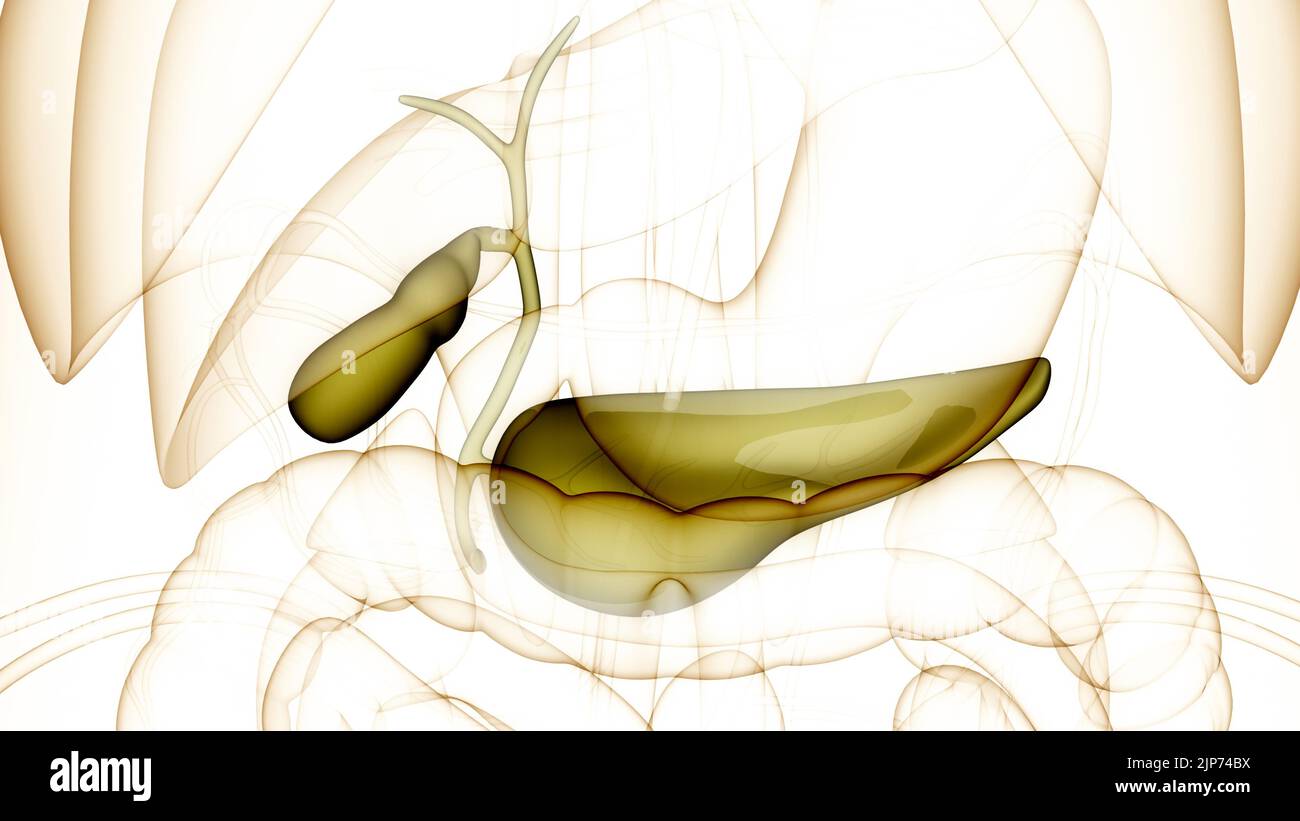 Human Internal Organs Pancreas with Gallbladder Anatomy Stock Photo - Alamy