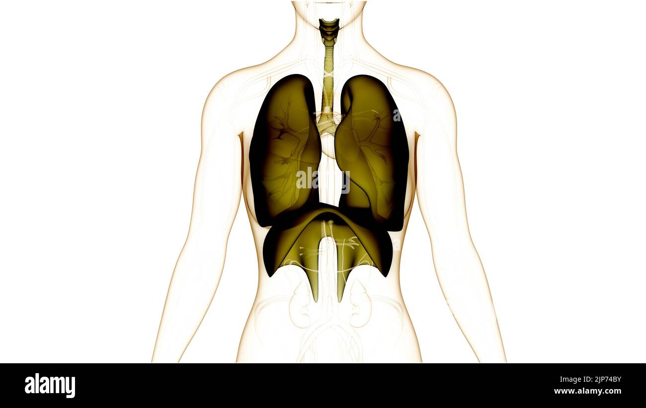 Human Respiratory System Lungs Anatomy Stock Photo - Alamy