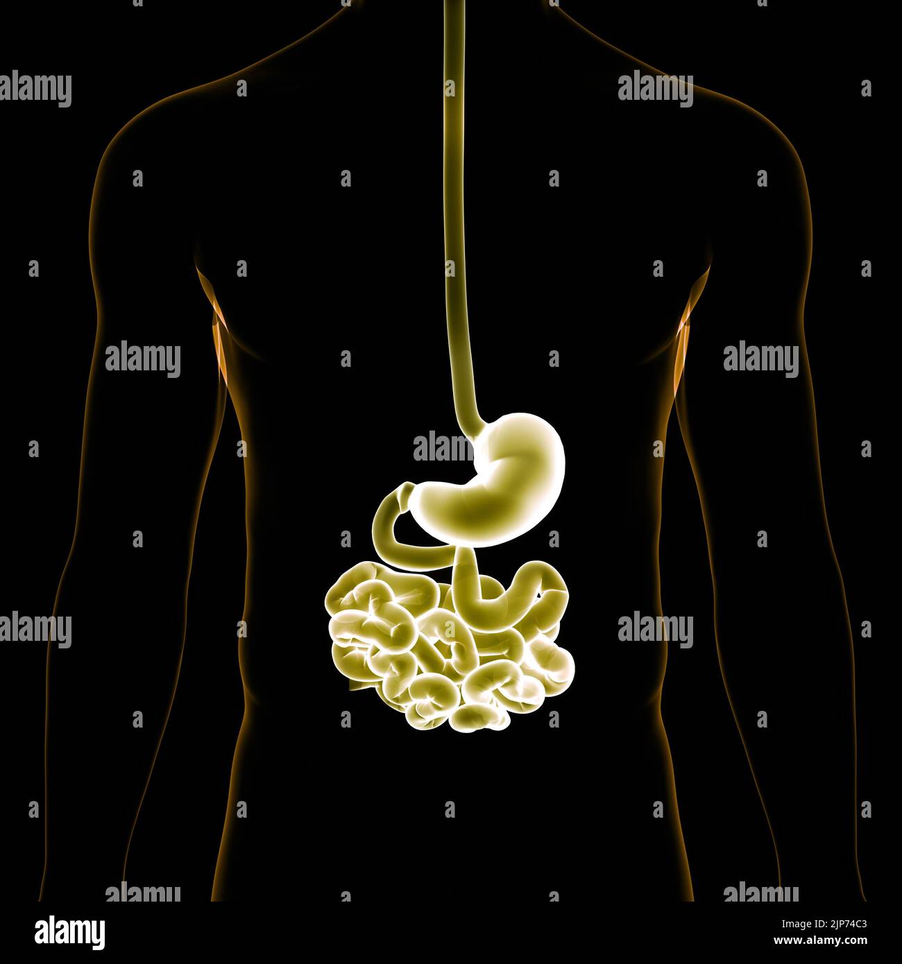 Gastroenterology xray hi-res stock photography and images - Alamy