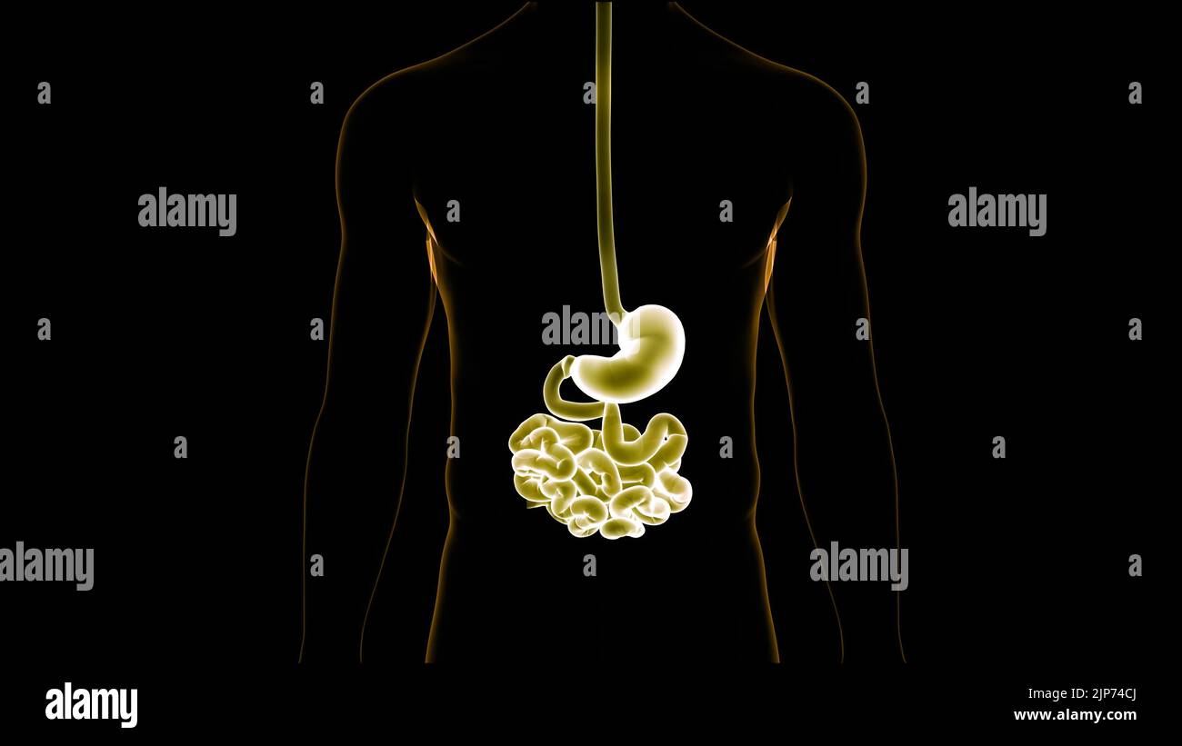 Human Digestive System Anatomy Stock Photo - Alamy