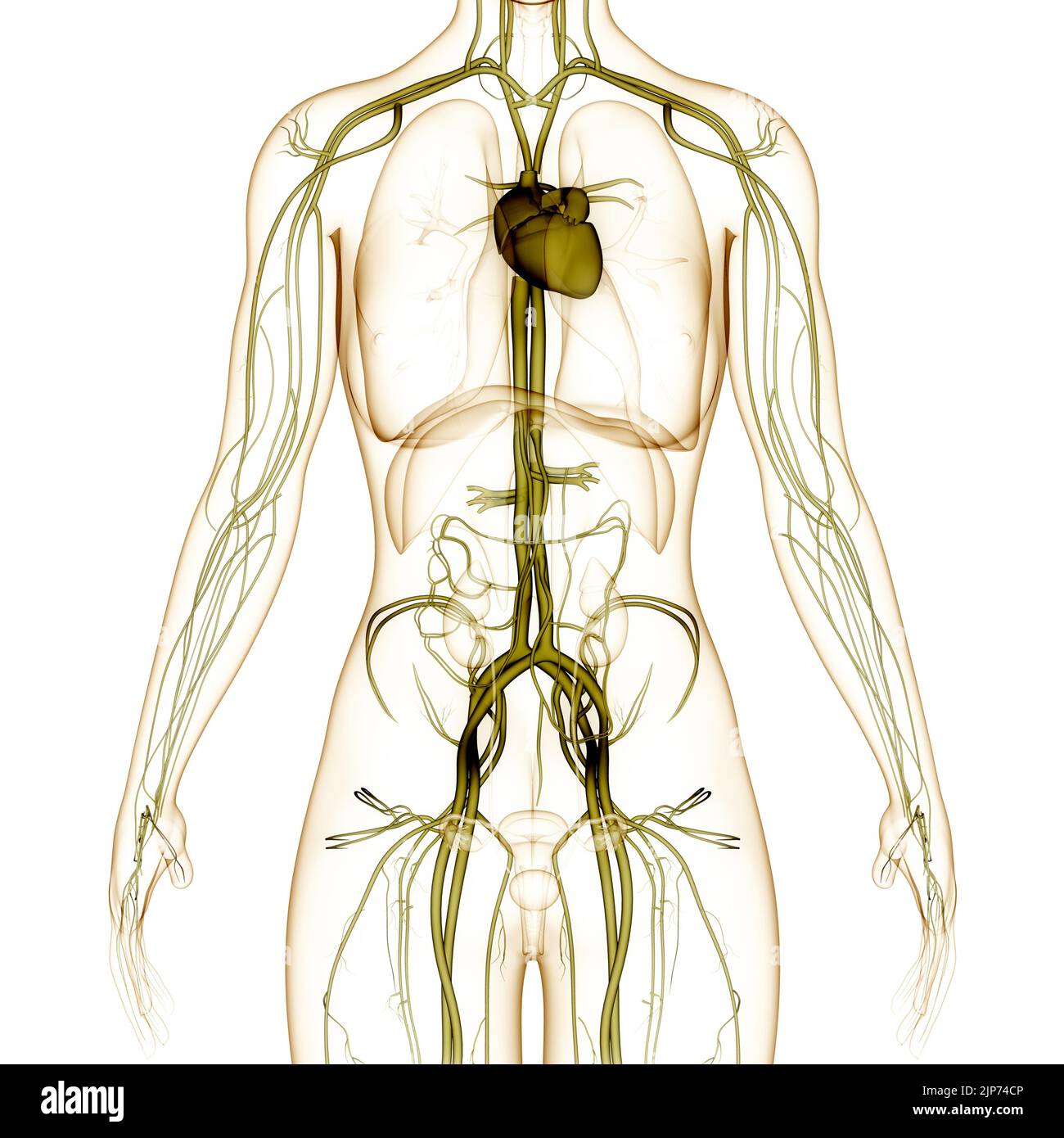 Human Circulatory System Heart Anatomy Stock Photo - Alamy