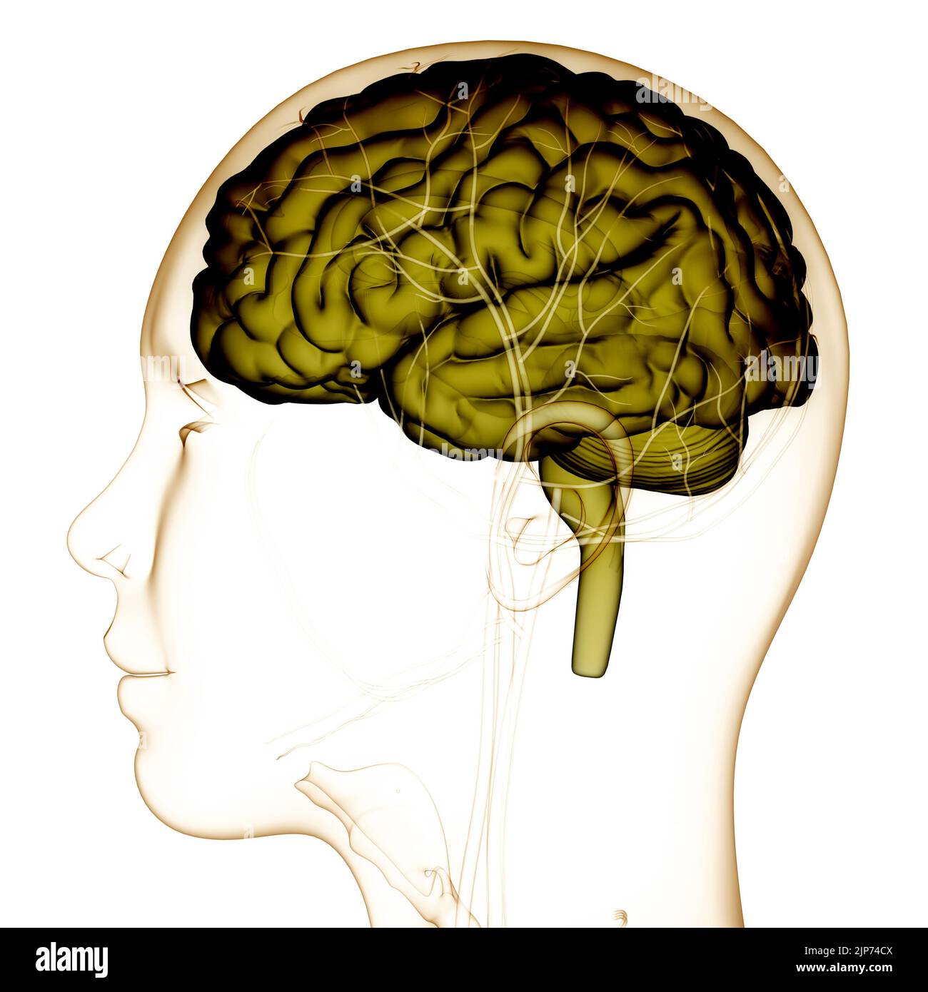 Central Organ of Human Nervous System Brain Anatomy Stock Photo - Alamy