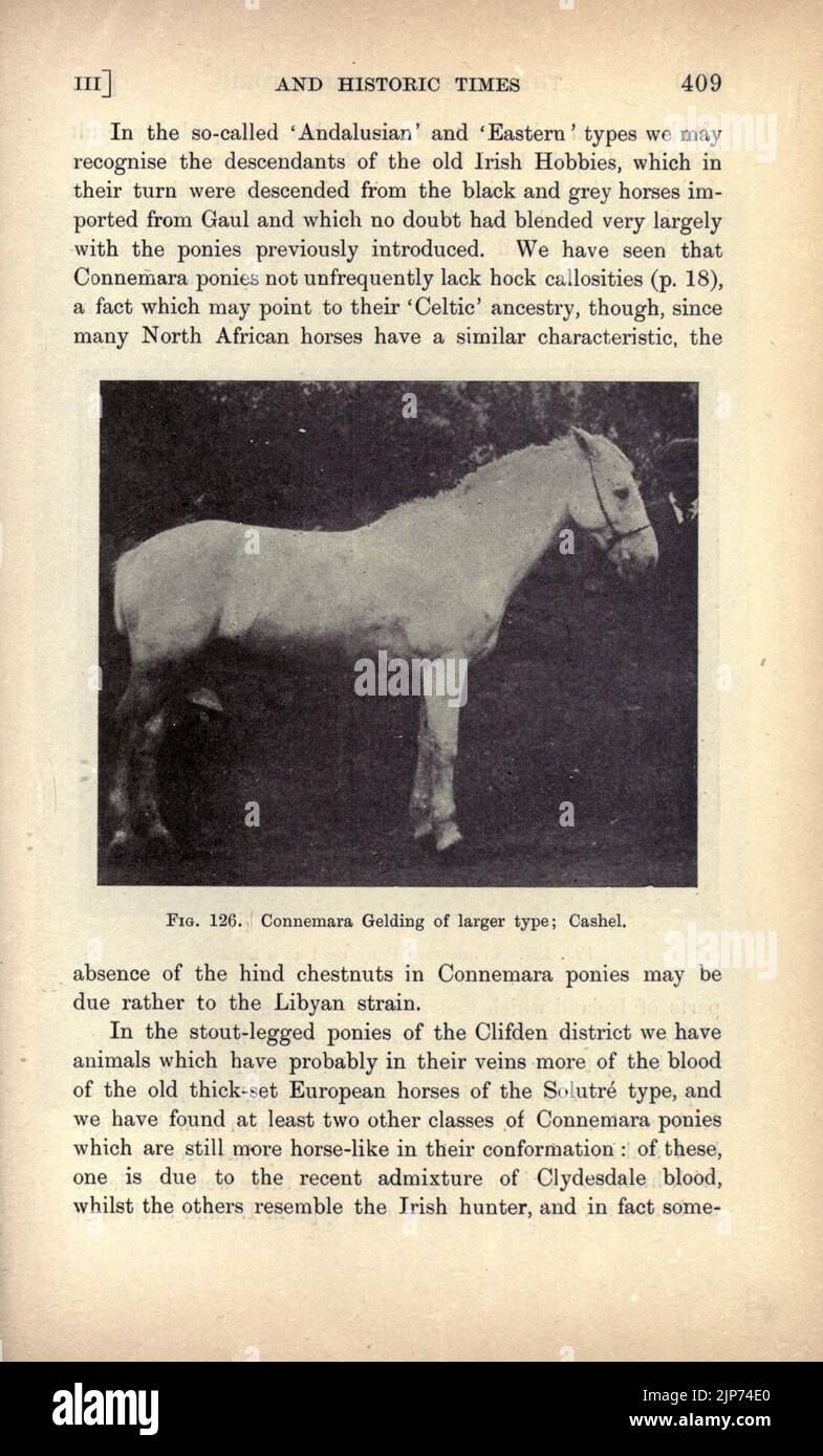 The origin and influence of the thoroughbred horse (Page 409 Stock ...
