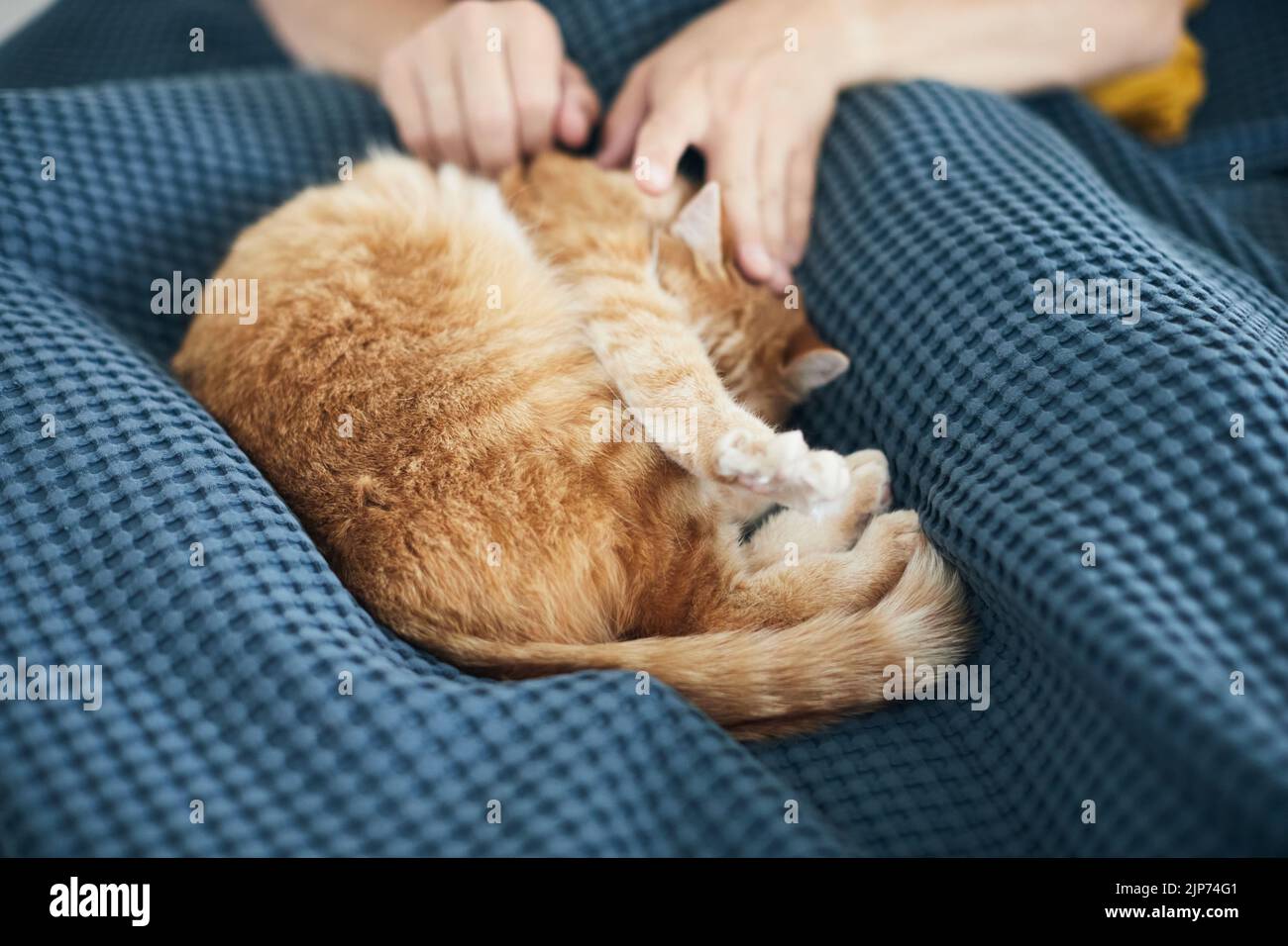 Man holding cat in arms hi-res stock photography and images - Alamy