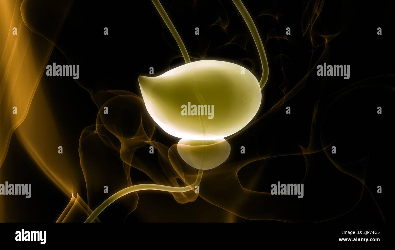Human Urinary System Bladder Anatomy Stock Photo - Alamy