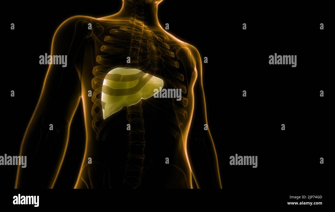 Human Internal Digestive Organ Liver Anatomy Stock Photo - Alamy