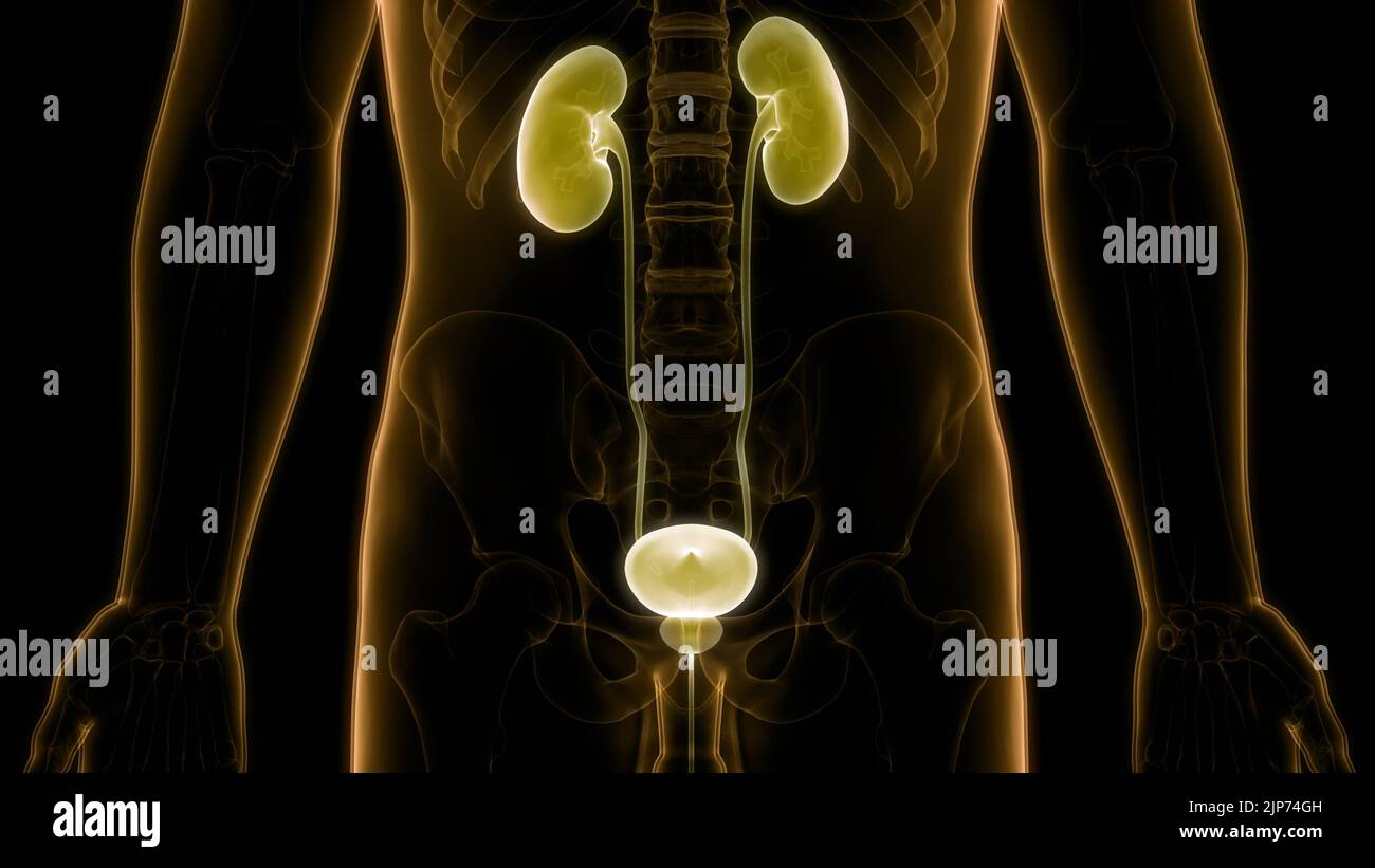 Human Urinary System Kidneys with Bladder Anatomy Stock Photo - Alamy