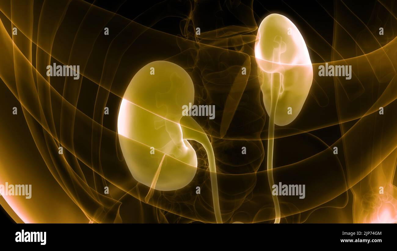 Human Urinary System Kidneys Anatomy Stock Photo - Alamy