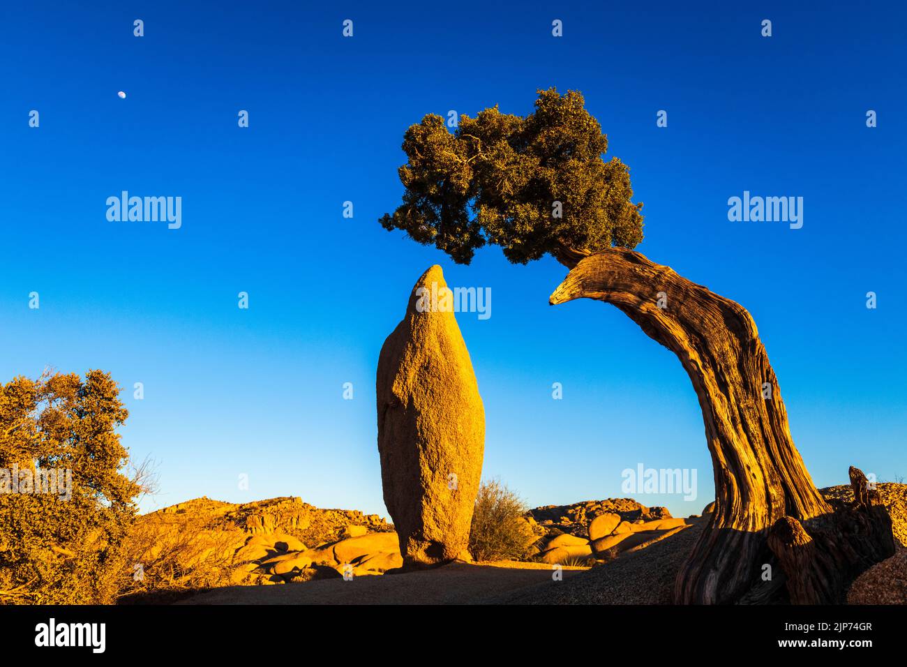Balanced rock and juniper, Joshua Tree National Park, California USA ...