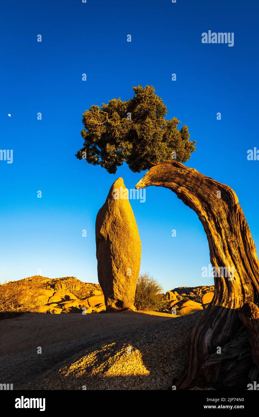 Balanced rock and juniper, Joshua Tree National Park, California USA ...