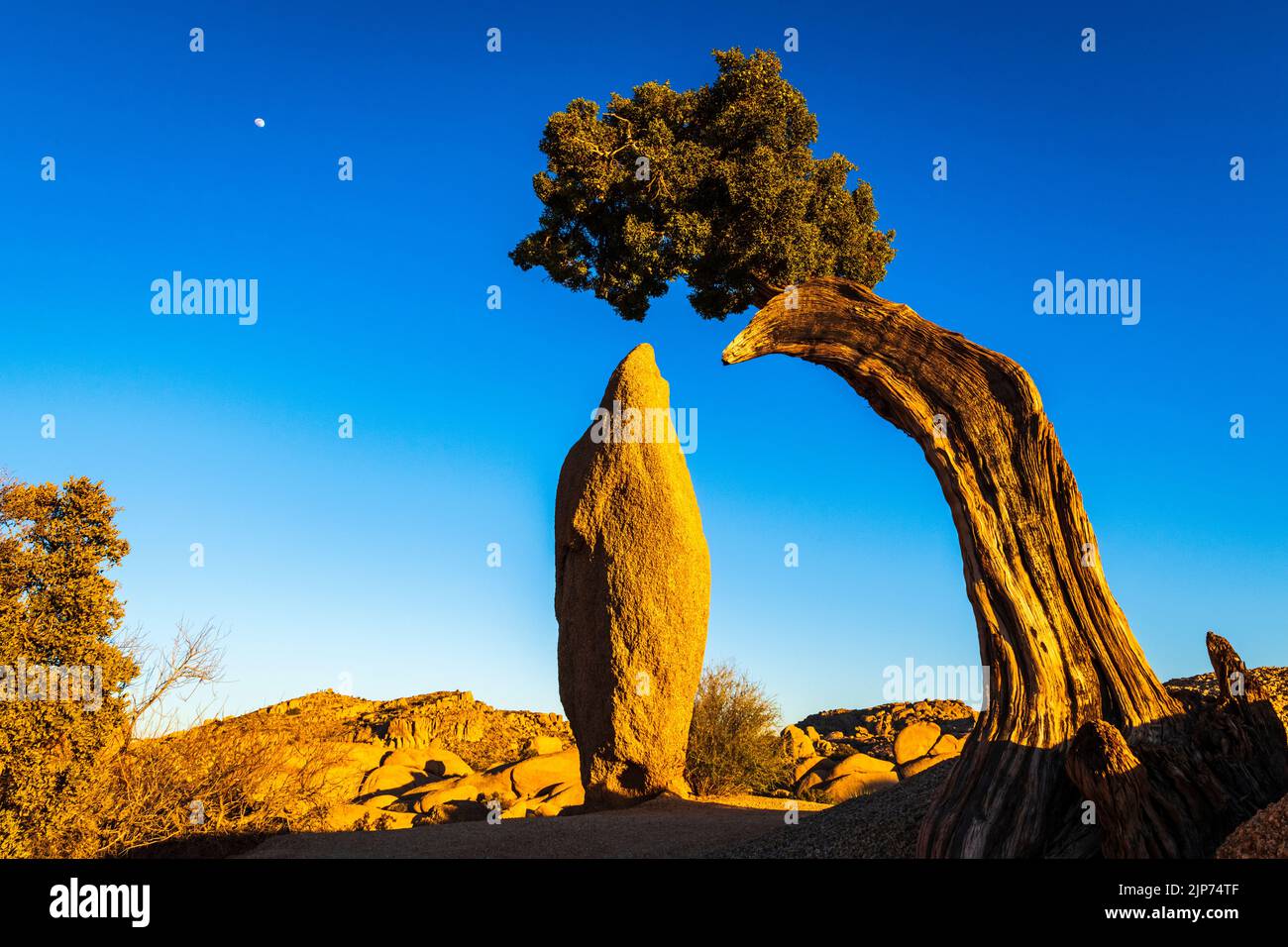 Balanced rock and juniper, Joshua Tree National Park, California USA ...
