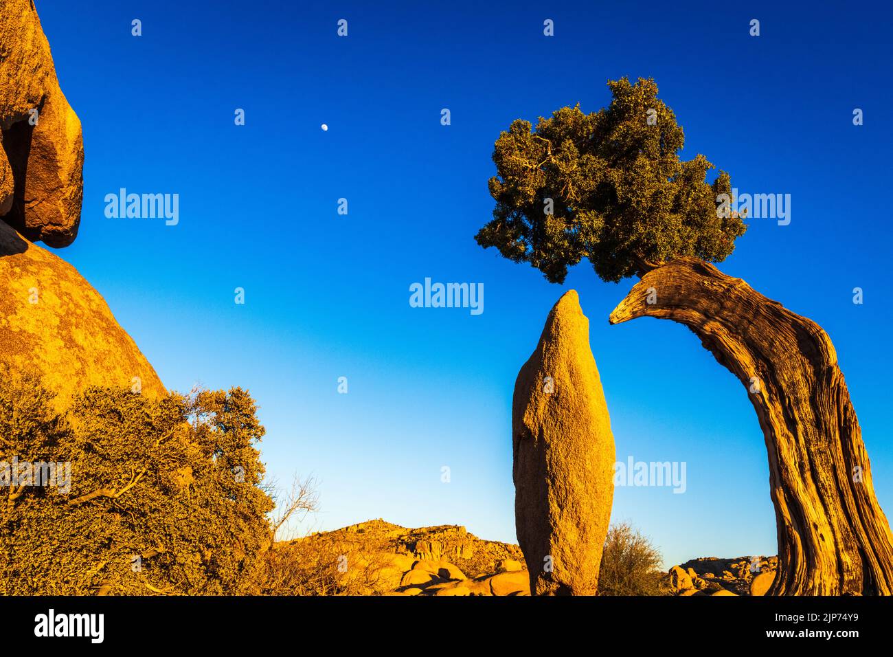 Balanced rock and juniper, Joshua Tree National Park, California USA ...
