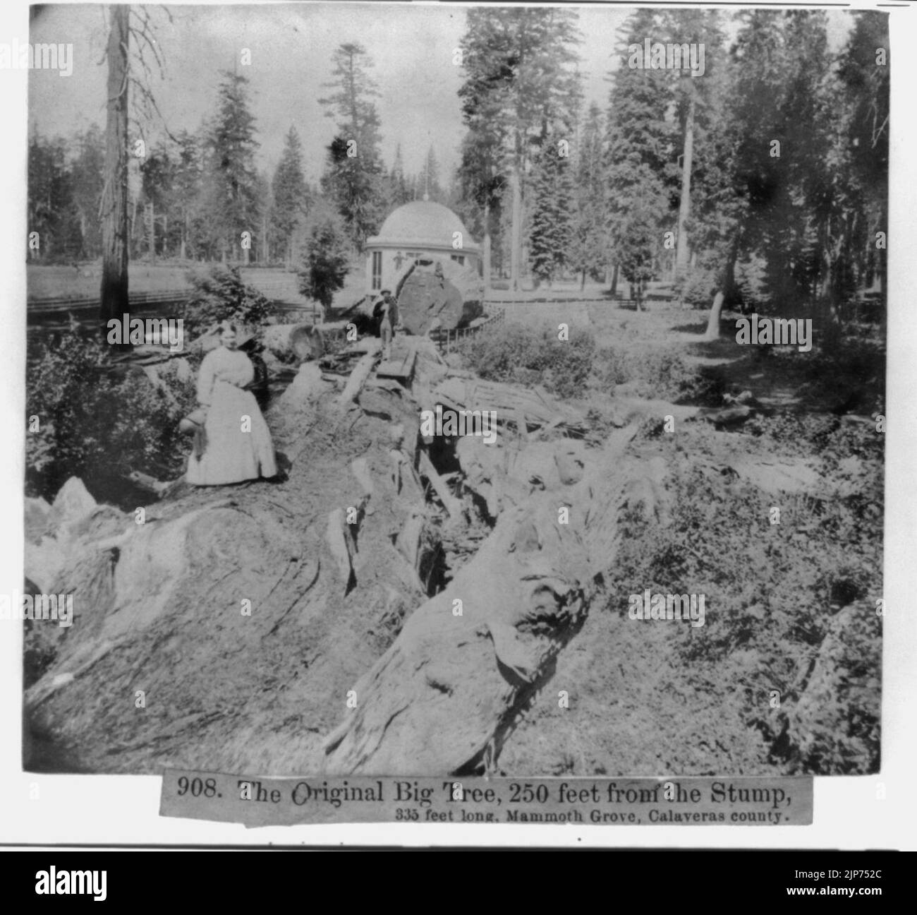 The Original Big Tree, 250 ft from the Stump, 335 ft. long, Mammoth ...