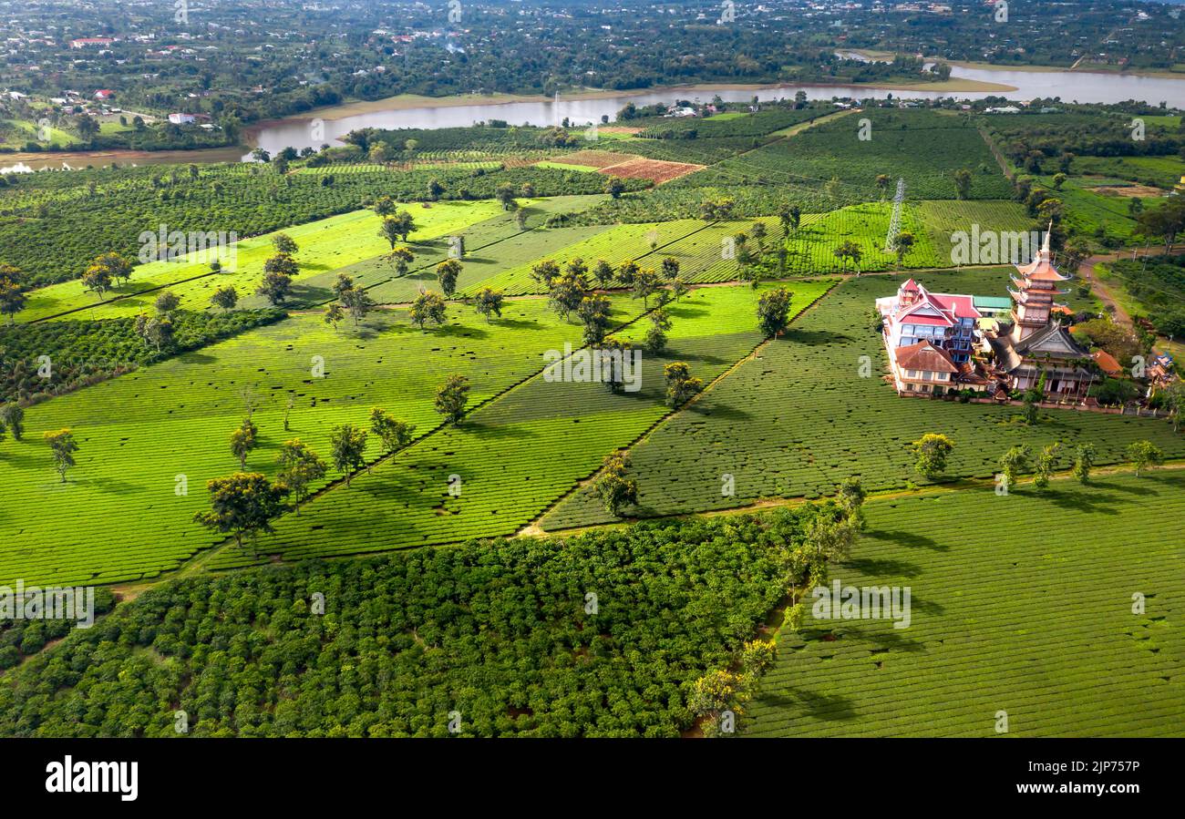 Aerial view of an ancient pagoda in the middle of a green tea field in ...