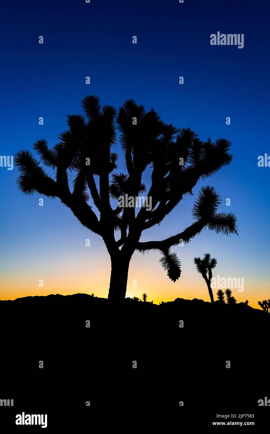 Joshua trees at sunset, Joshua Tree National Park, California USA Stock ...