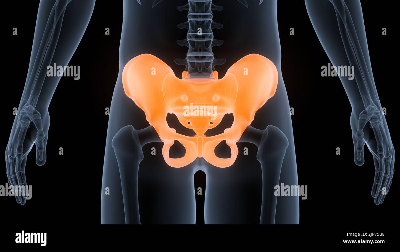 Human Skeleton System Bone Joints Anatomy Stock Photo - Alamy