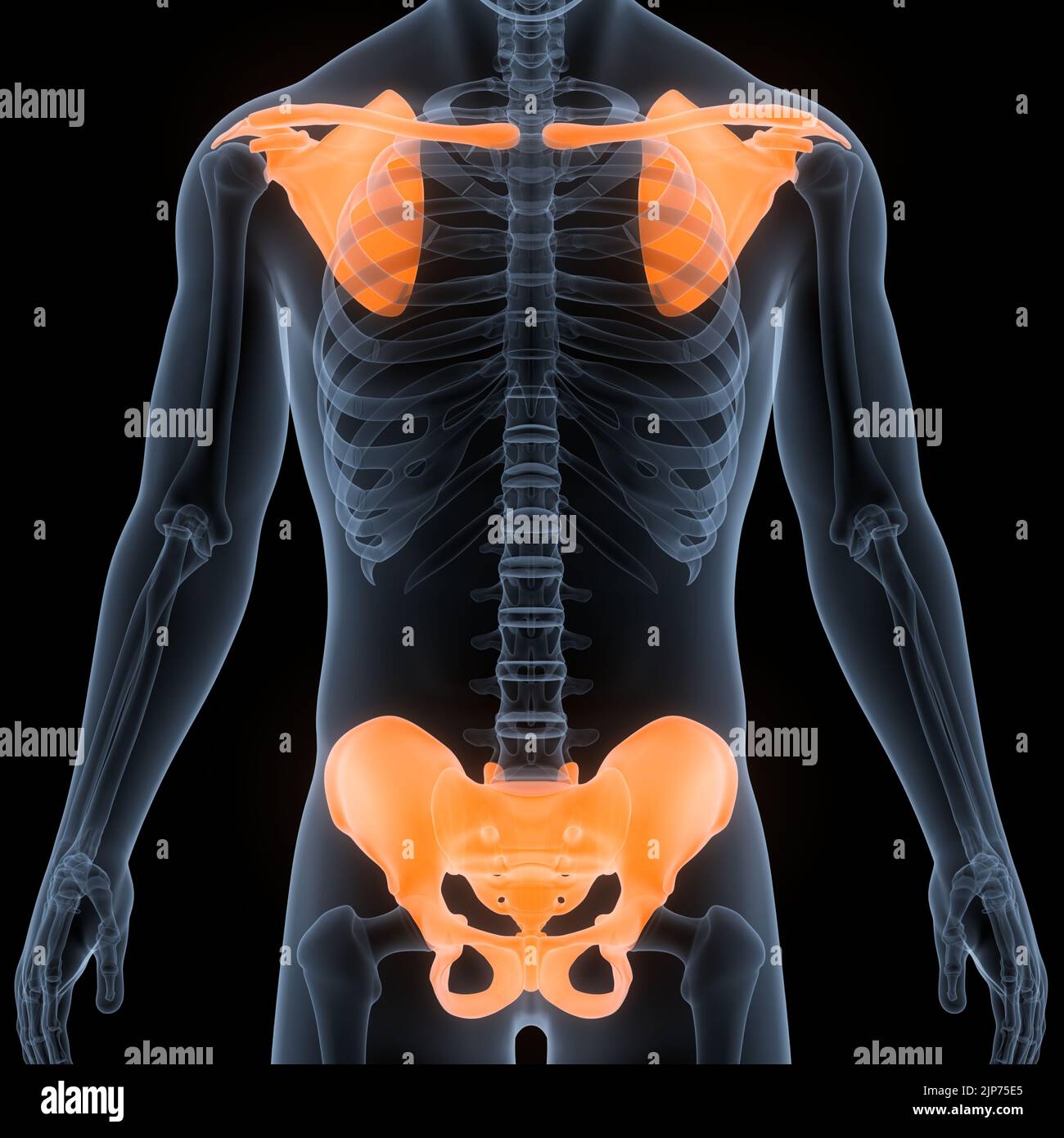Human Skeleton System Bone Joints Anatomy Stock Photo - Alamy