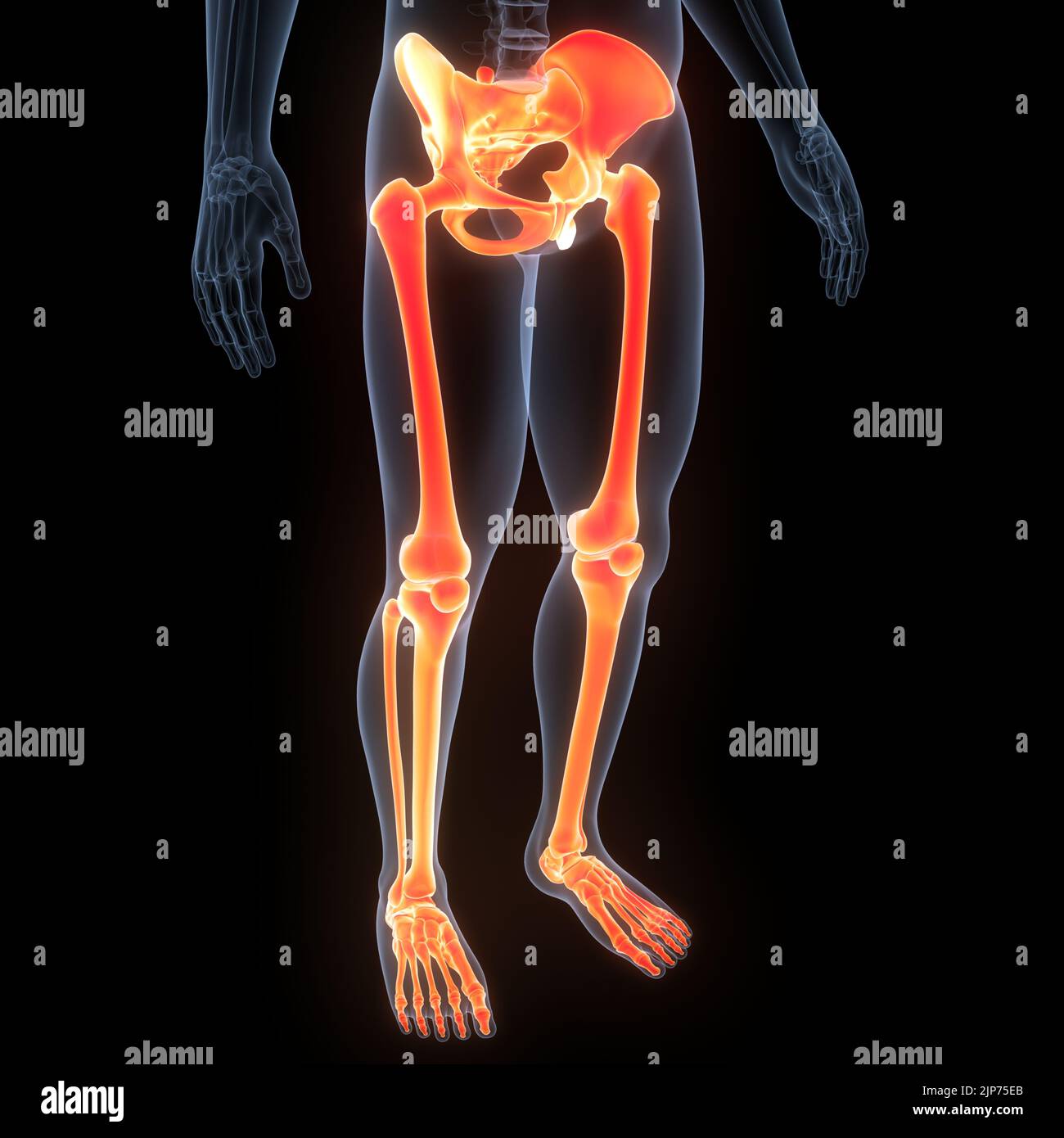 Human Skeleton System Bone Joints Anatomy Stock Photo - Alamy