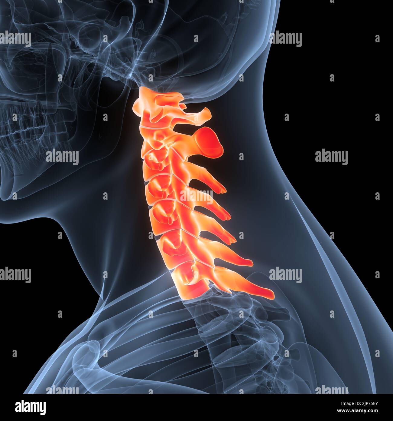 Spinal Cord Vertebral Column Cervical Vertebrae of Human Skeleton ...