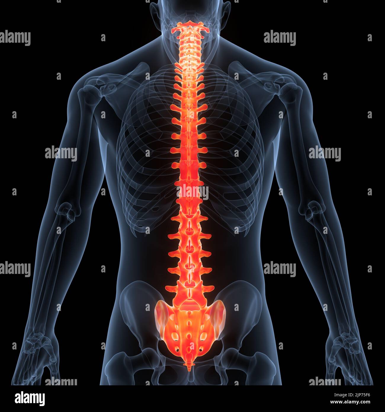 Spinal Cord Vertebral Column of Human Skeleton System Anatomy Stock ...