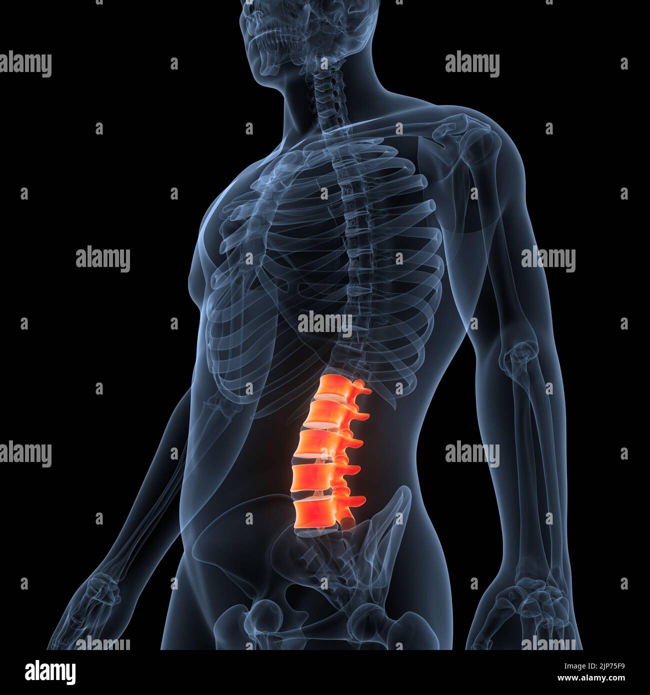 Spinal Cord Vertebral Column Lumbar Vertebrae of Human Skeleton System ...