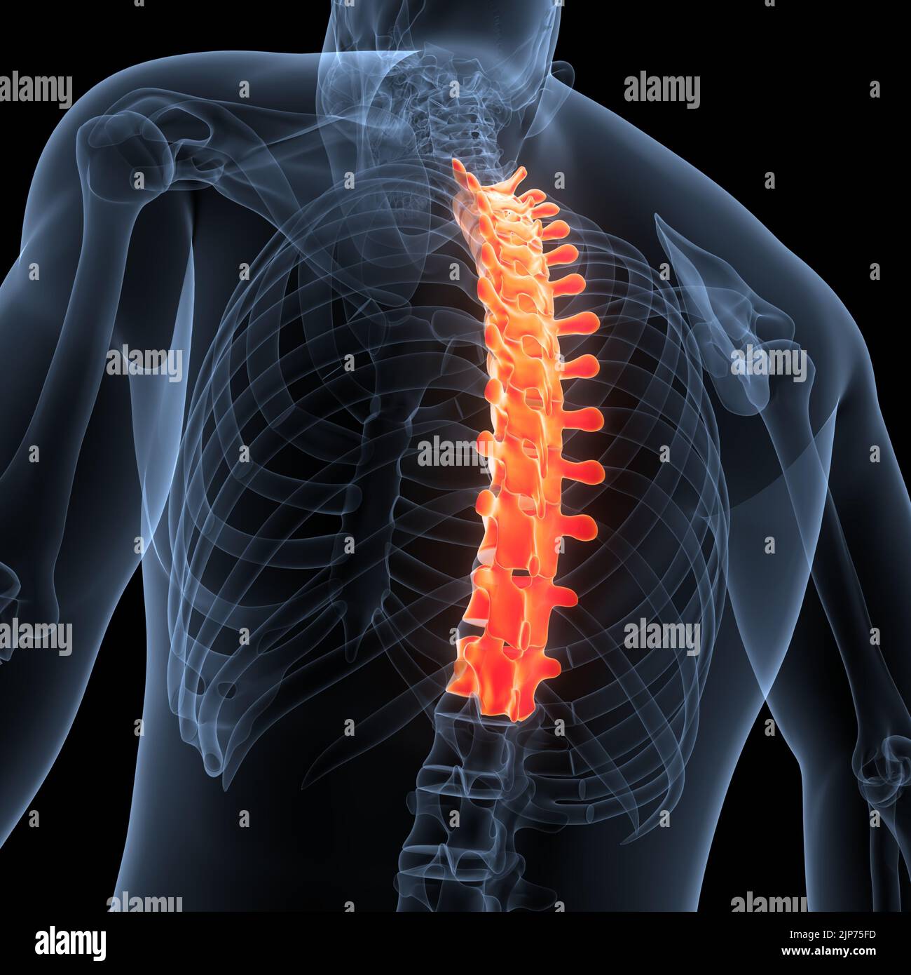 Spinal Cord Vertebral Column Thoracic Vertebrae of Human Skeleton ...