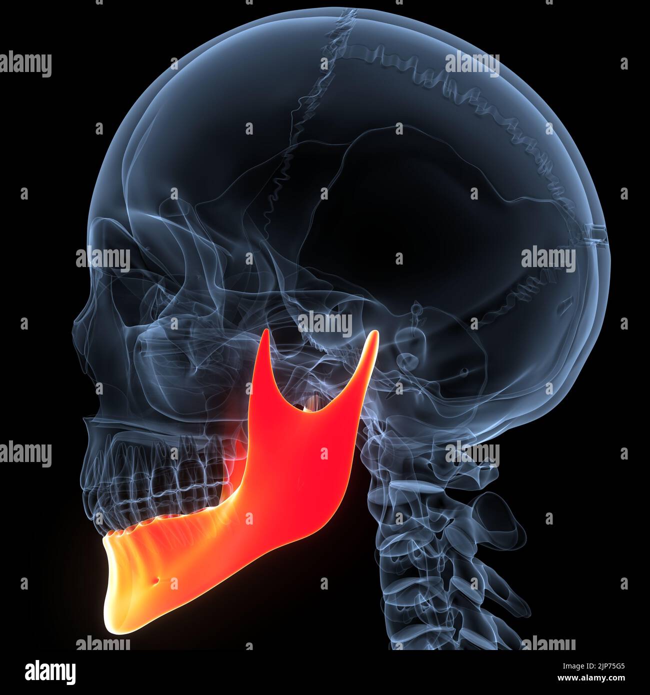 Human Skeleton System Skull Bone Parts Anatomy Stock Photo - Alamy
