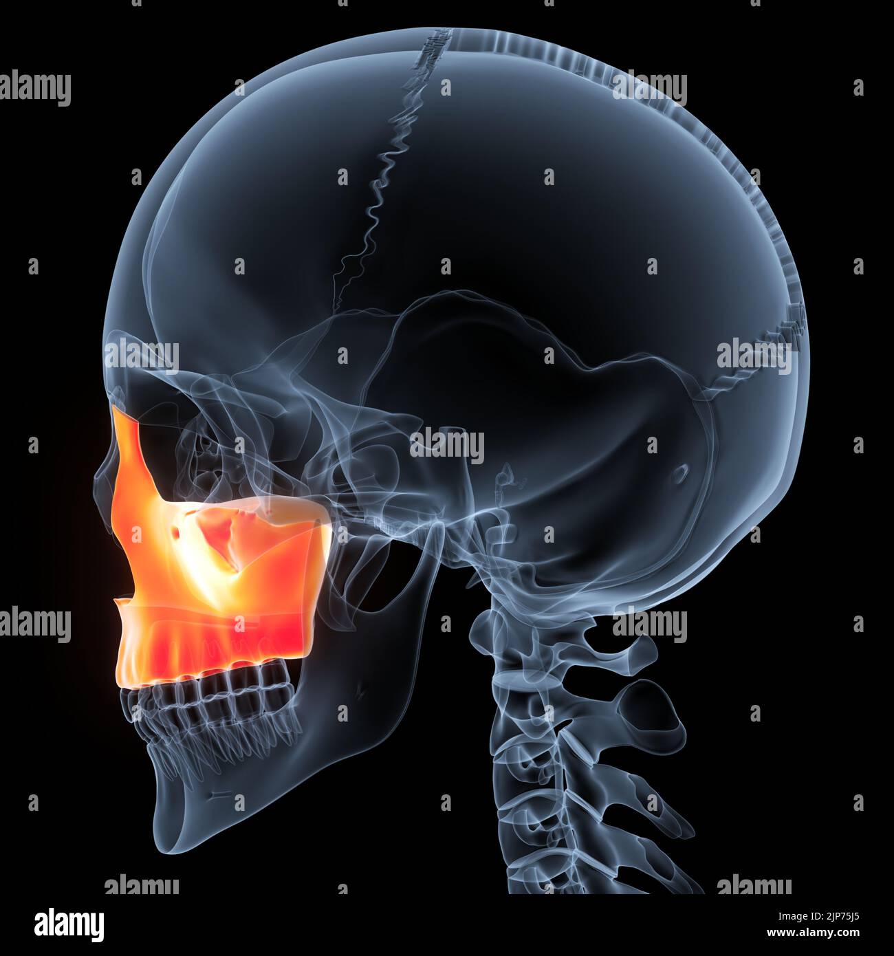 Human Skeleton System Skull Bone Parts Anatomy Stock Photo - Alamy