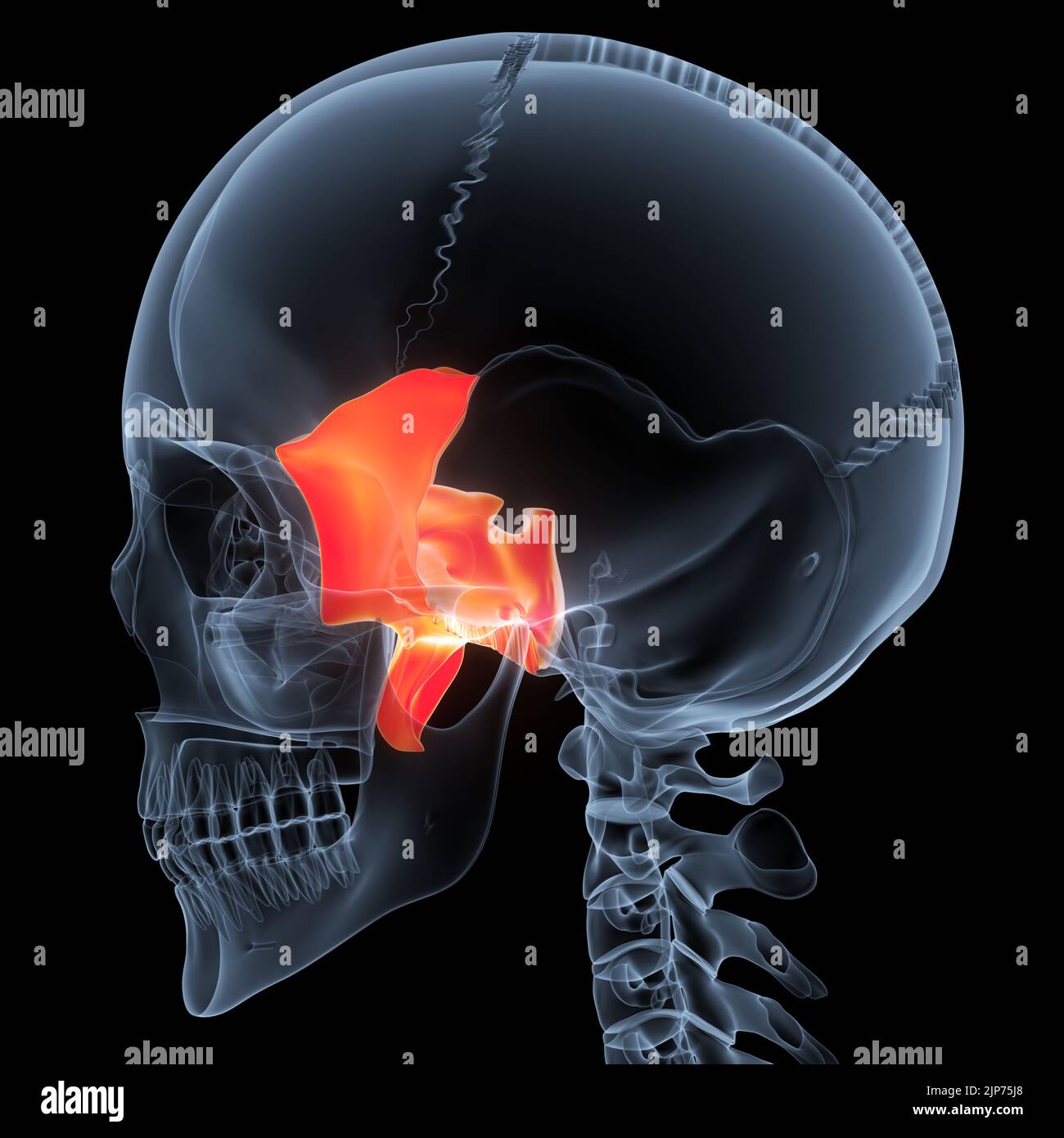 Human Skeleton System Skull Bone Parts Anatomy Stock Photo - Alamy