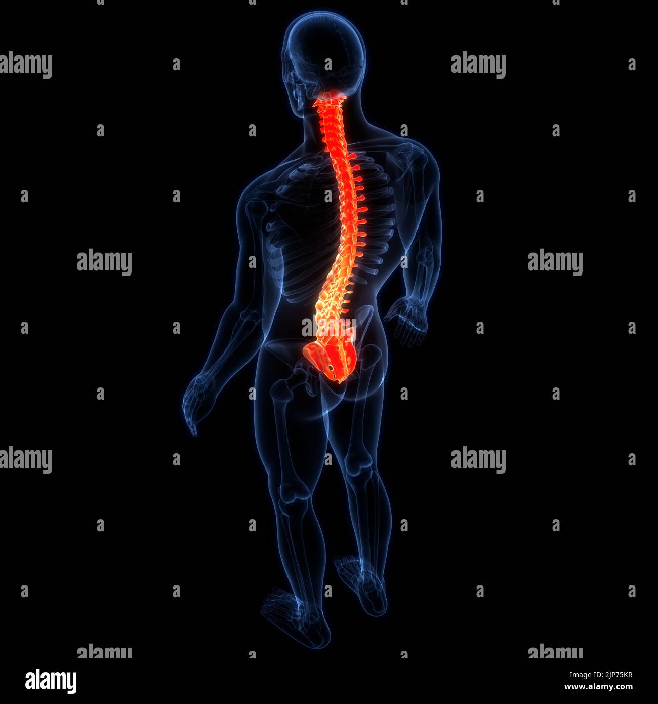 Spinal Cord Vertebral Column of Human Skeleton System Anatomy Stock ...