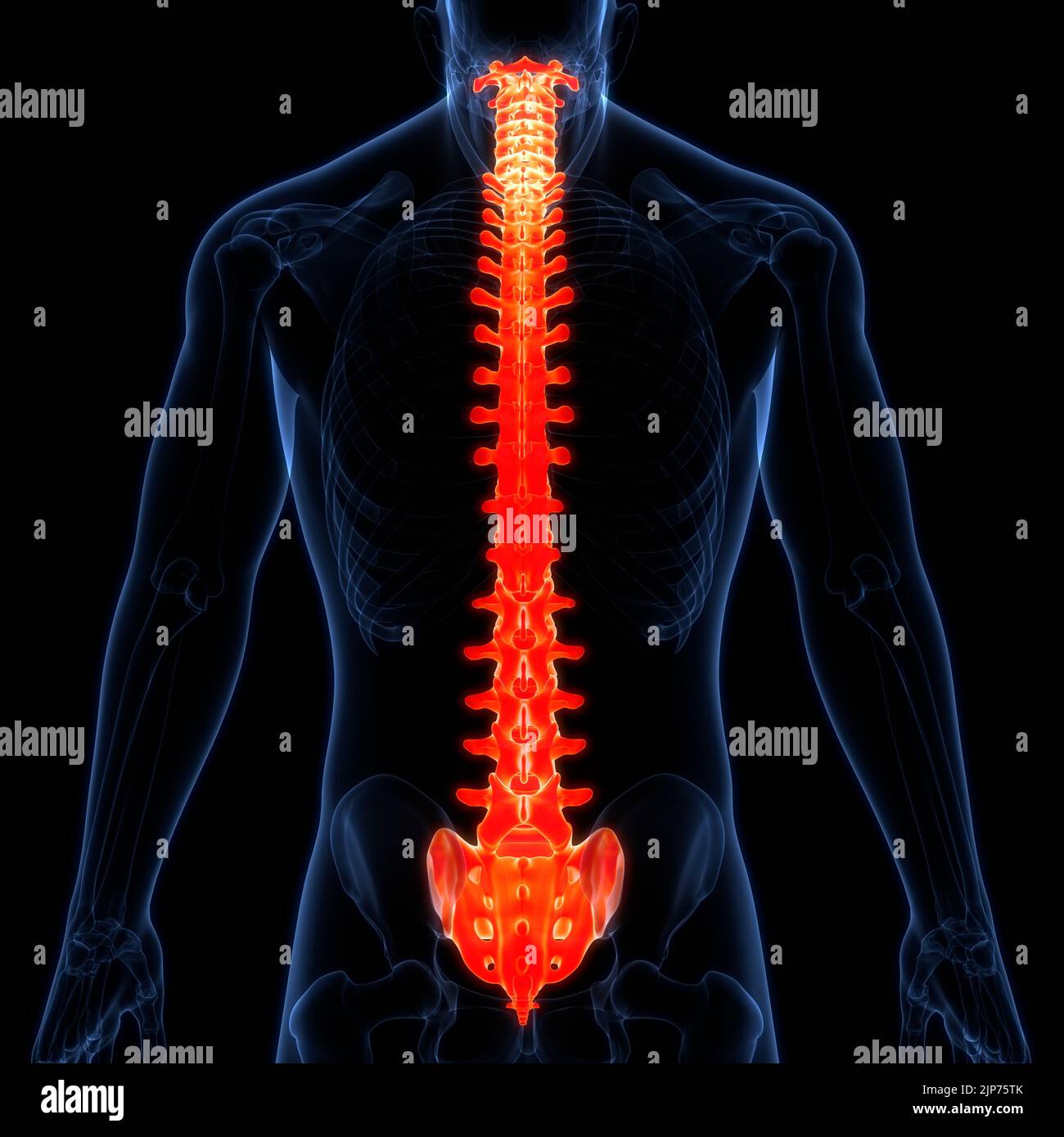 Spinal Cord Vertebral Column of Human Skeleton System Anatomy Stock ...