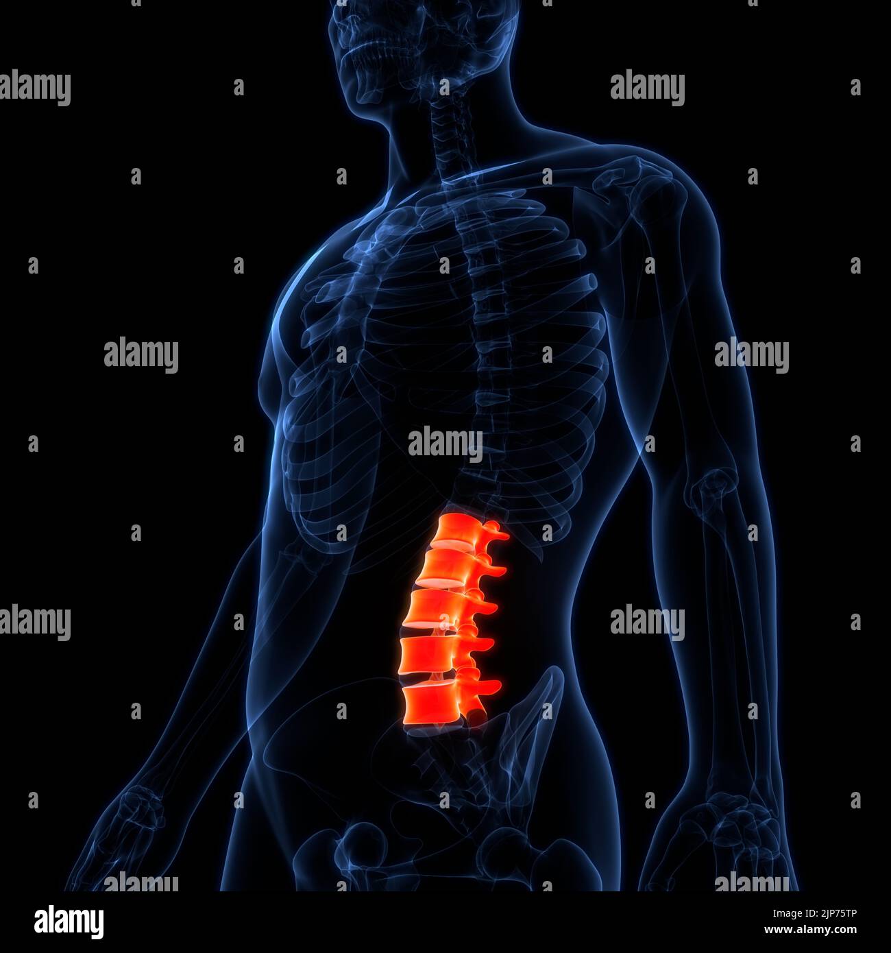 Spinal Cord Vertebral Column Lumbar Vertebrae of Human Skeleton System ...